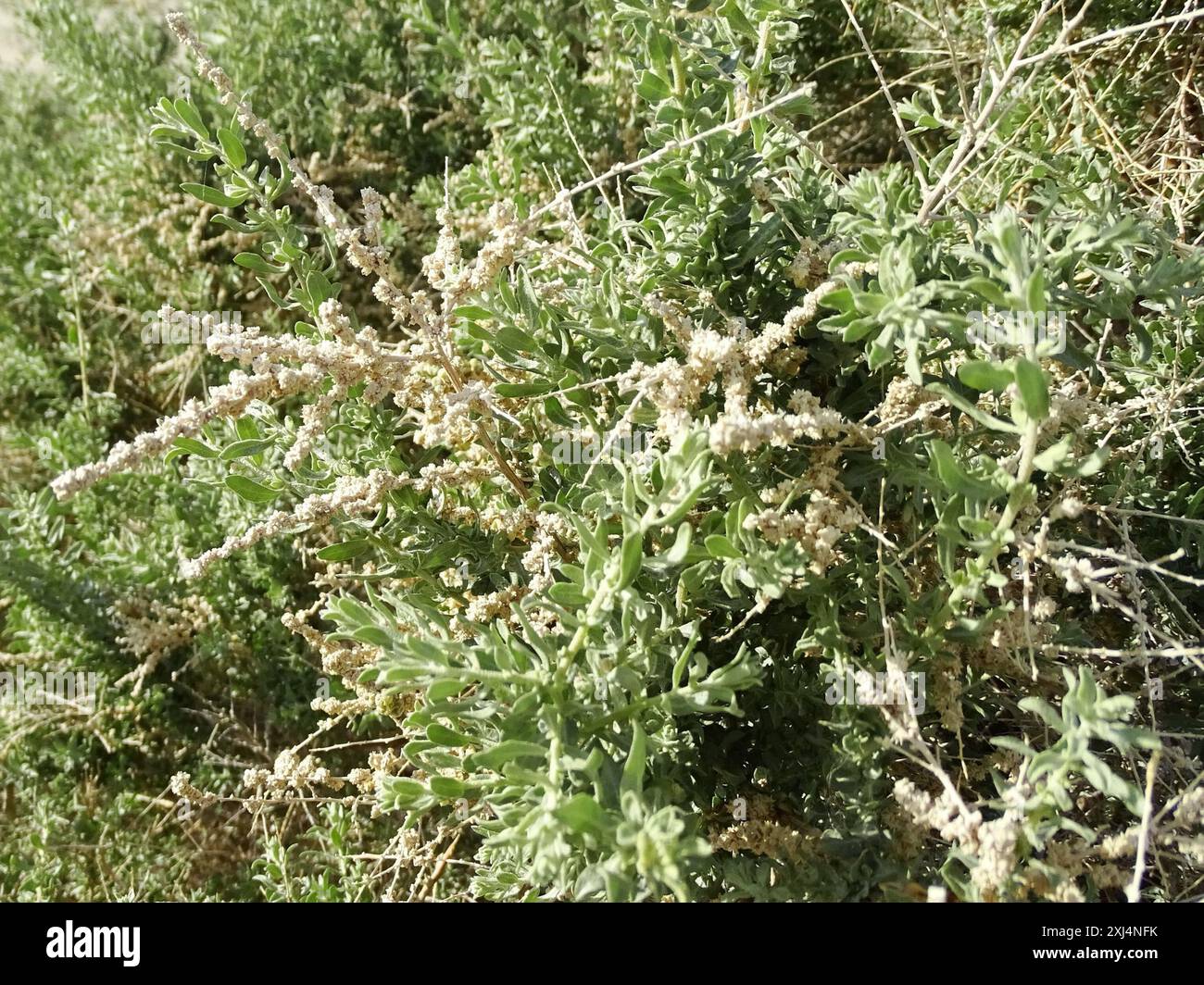 Cattle Saltbush (Atriplex polycarpa) Plantae Stock Photo - Alamy