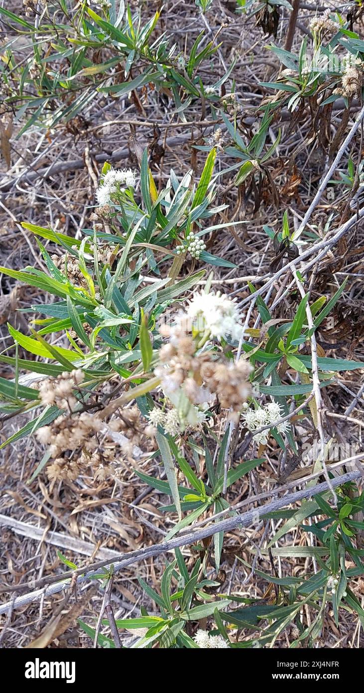 mule fat (Baccharis salicifolia) Plantae Stock Photo - Alamy