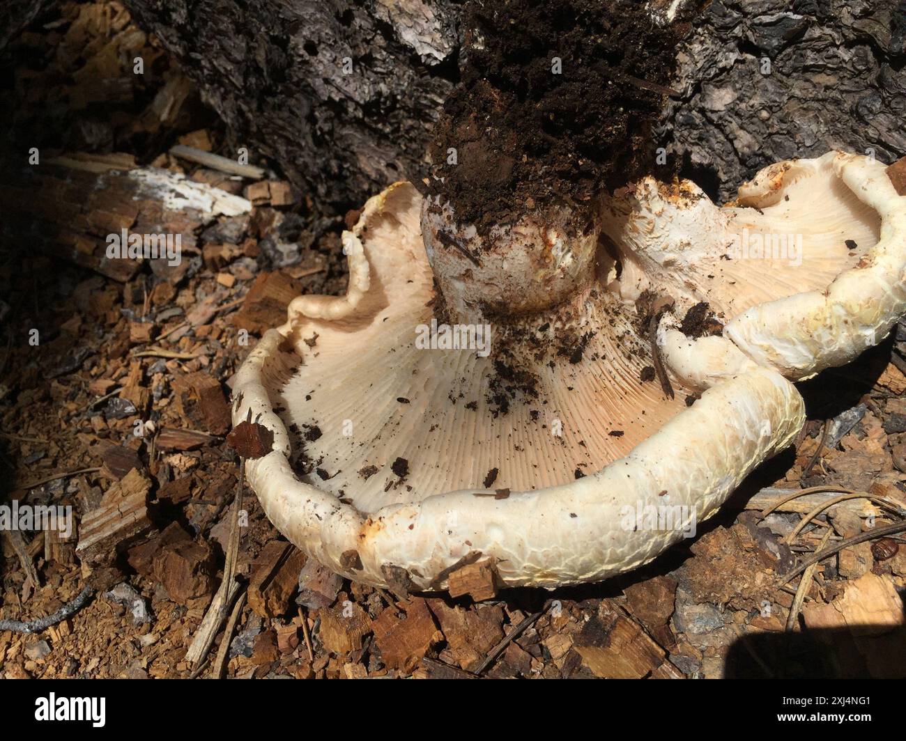 Giant Sawgill (Neolentinus ponderosus) Fungi Stock Photo - Alamy