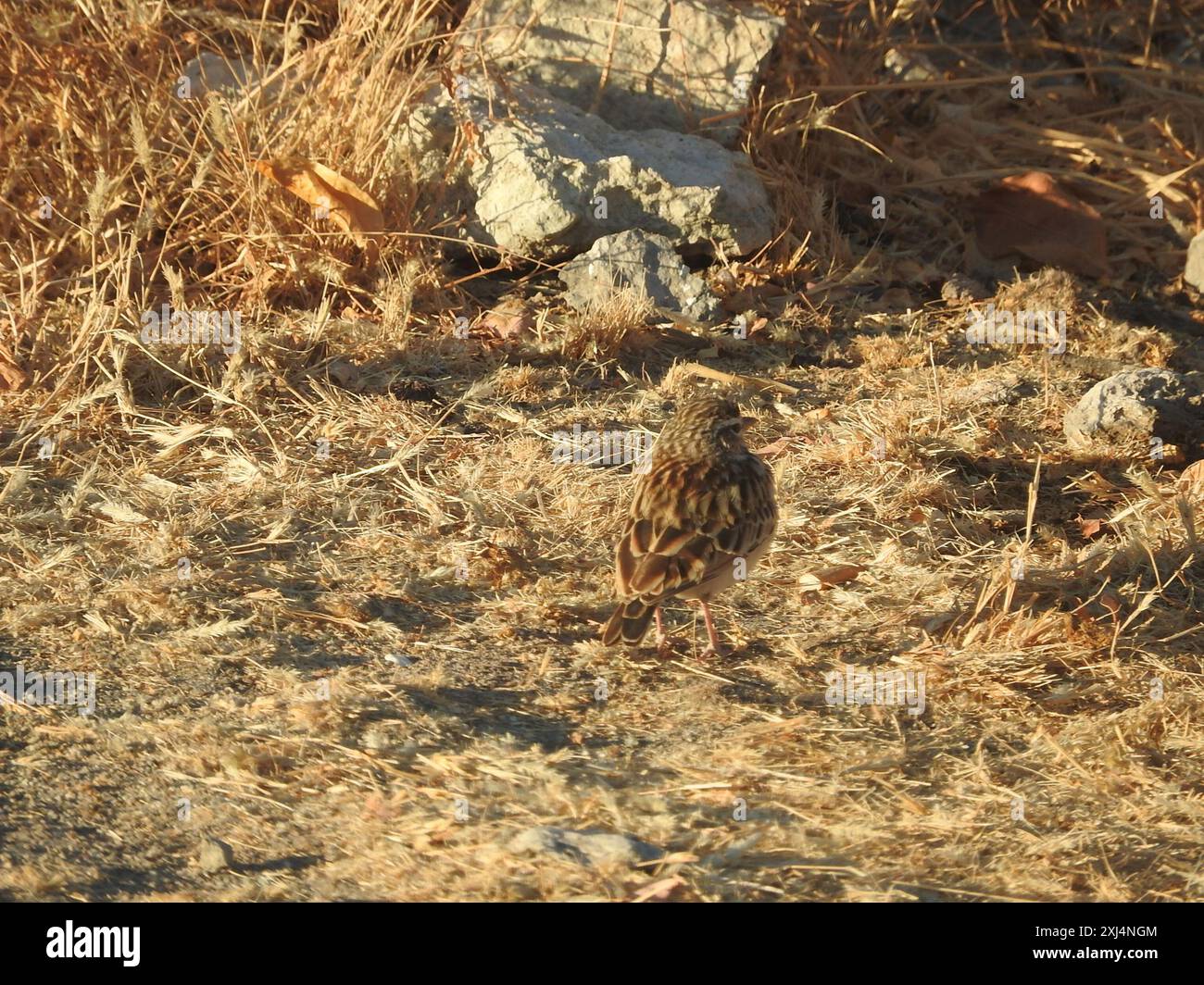 Sabota Lark (Calendulauda sabota) Aves Stock Photo - Alamy