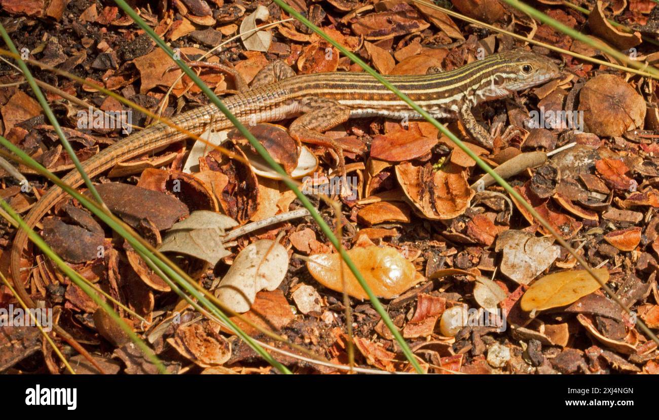 Common Spotted Whiptail (Aspidoscelis gularis) Reptilia Stock Photo - Alamy