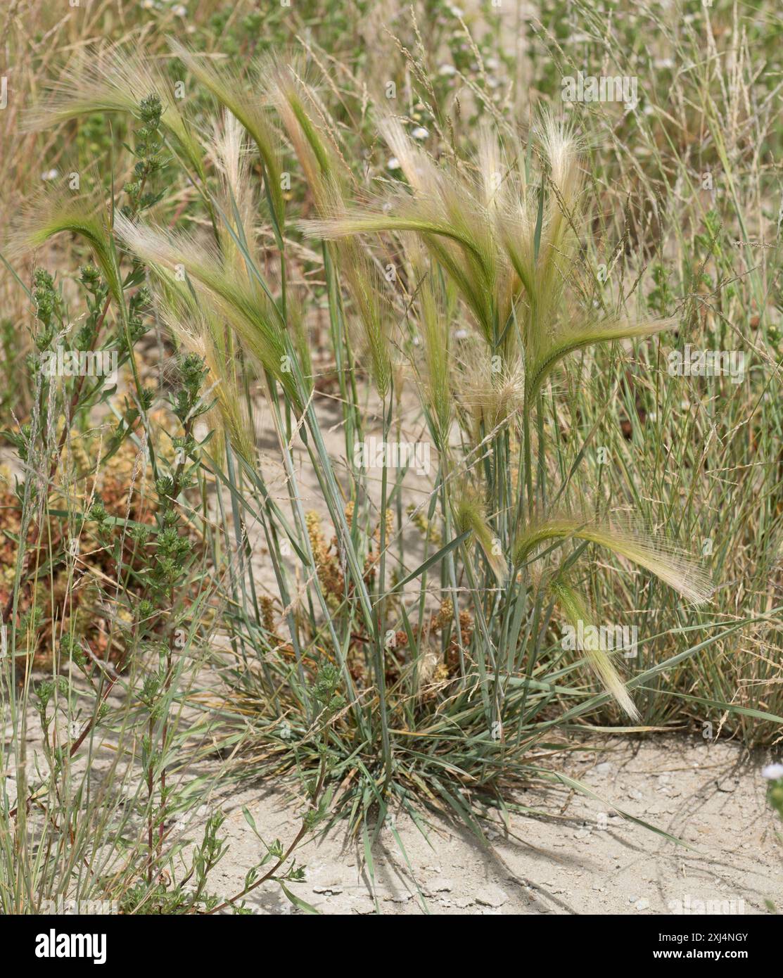 Foxtail Barley (Hordeum jubatum) Plantae Stock Photo - Alamy