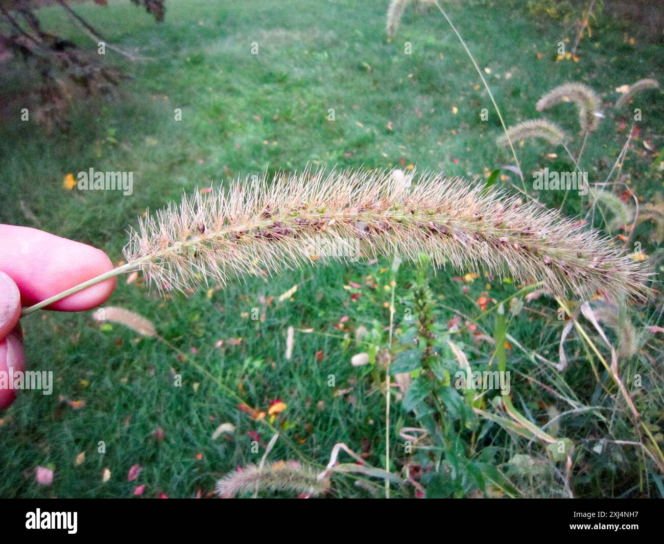 giant foxtail (Setaria faberi) Plantae Stock Photo - Alamy
