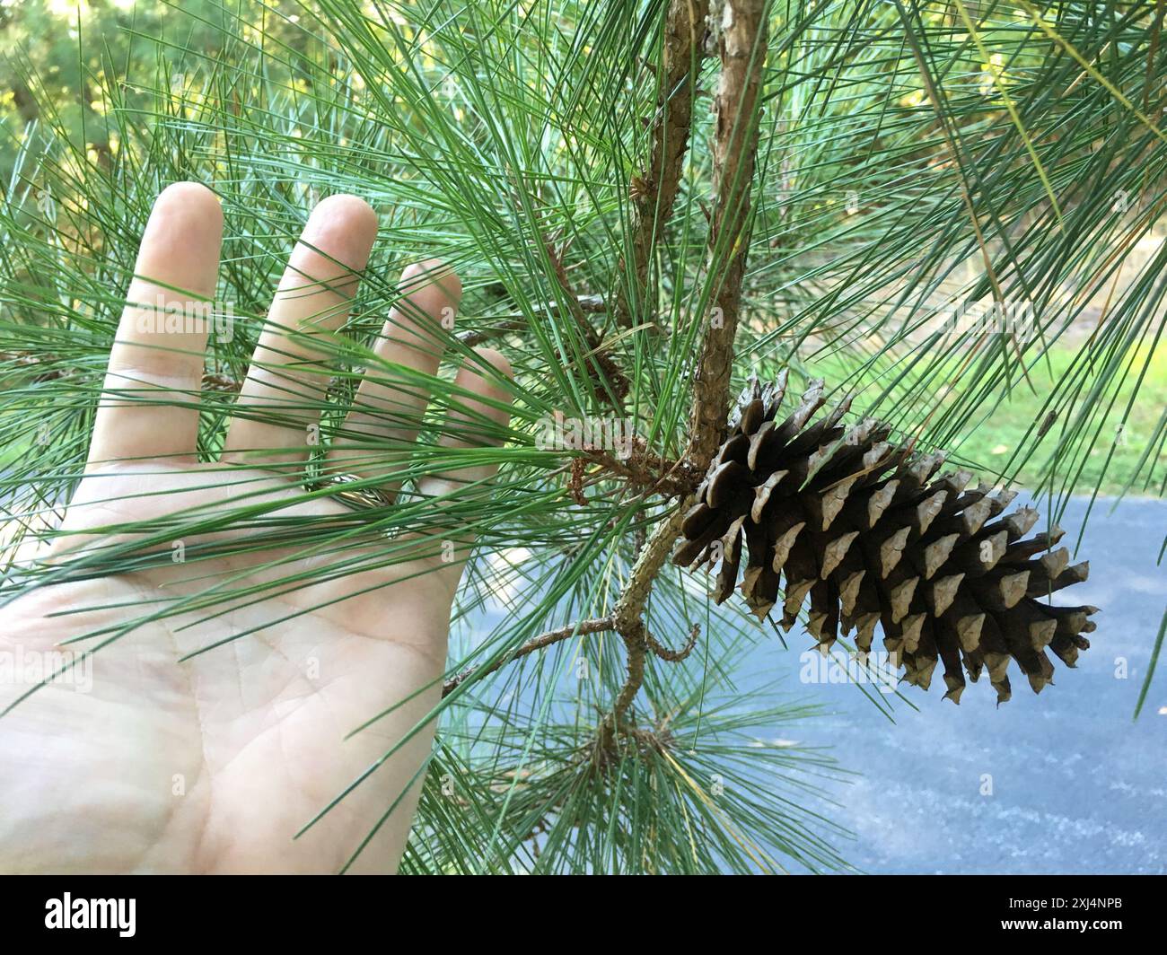 loblolly pine (Pinus taeda) Plantae Stock Photo - Alamy