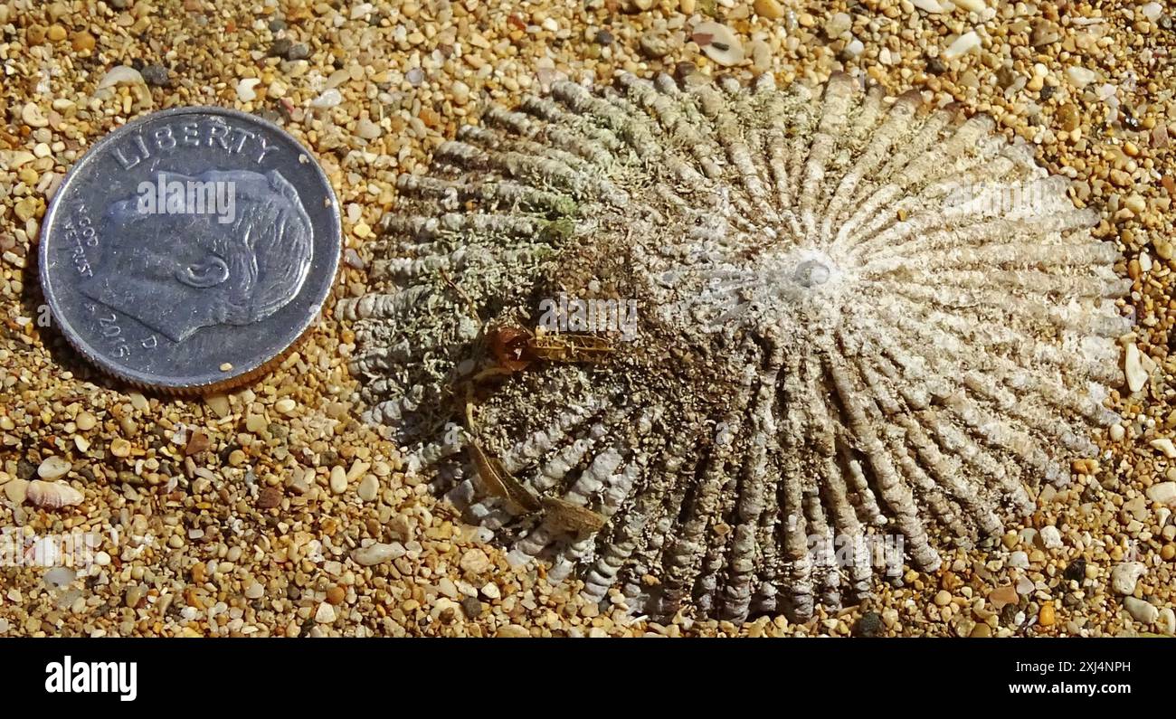 Indo-Pacific Limpets (Cellana) Mollusca Stock Photo - Alamy