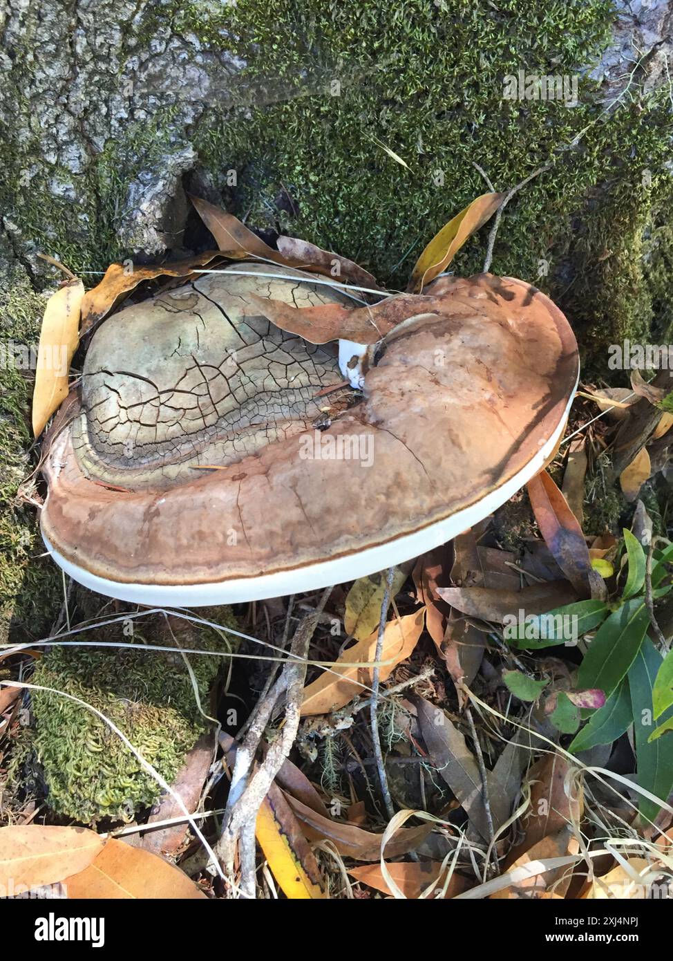 artist's bracket (Ganoderma applanatum) Fungi Stock Photo - Alamy