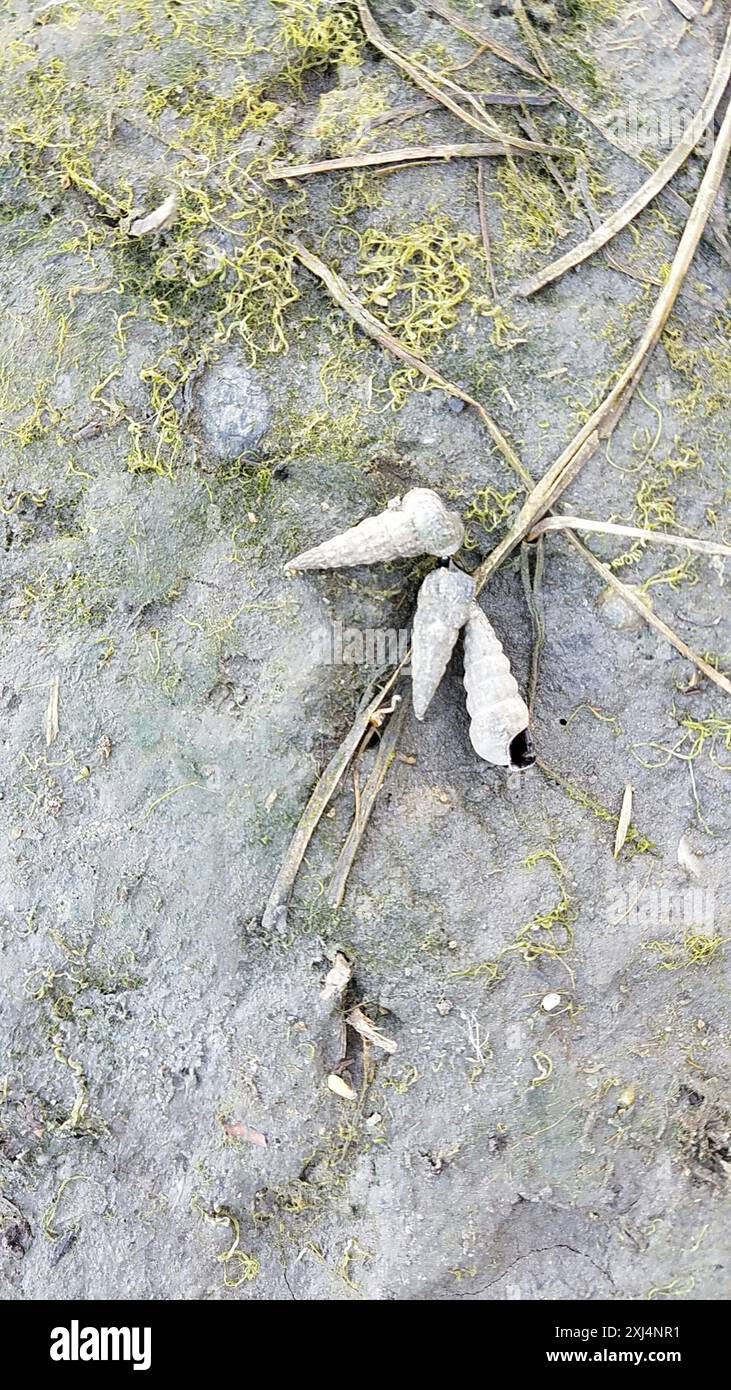 California Horn Snail (Cerithideopsis californica) Mollusca Stock Photo ...