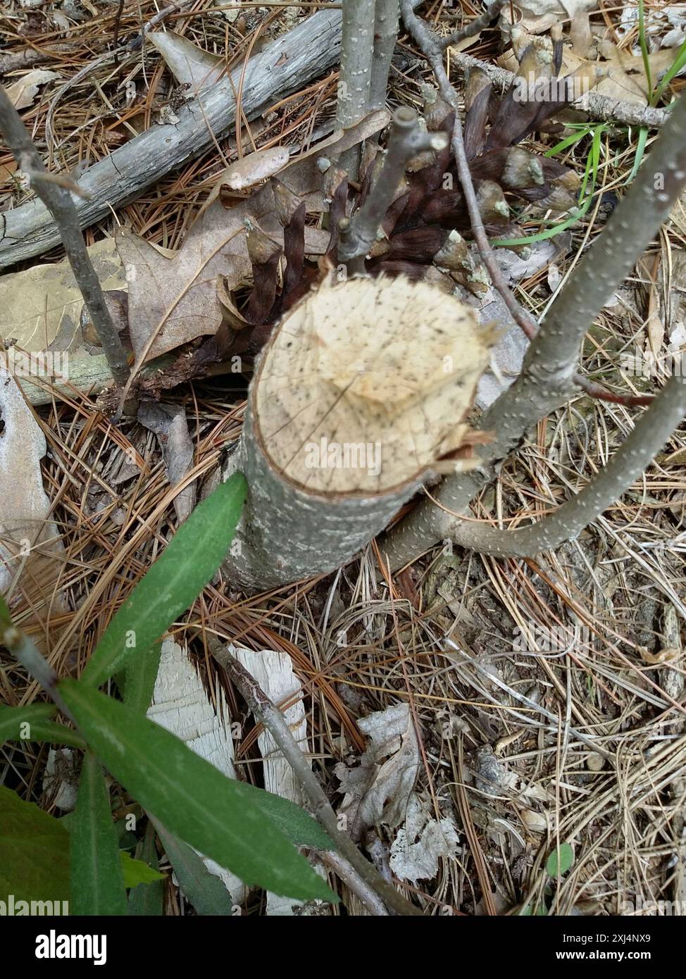 American Beaver (Castor canadensis) Mammalia Stock Photo - Alamy