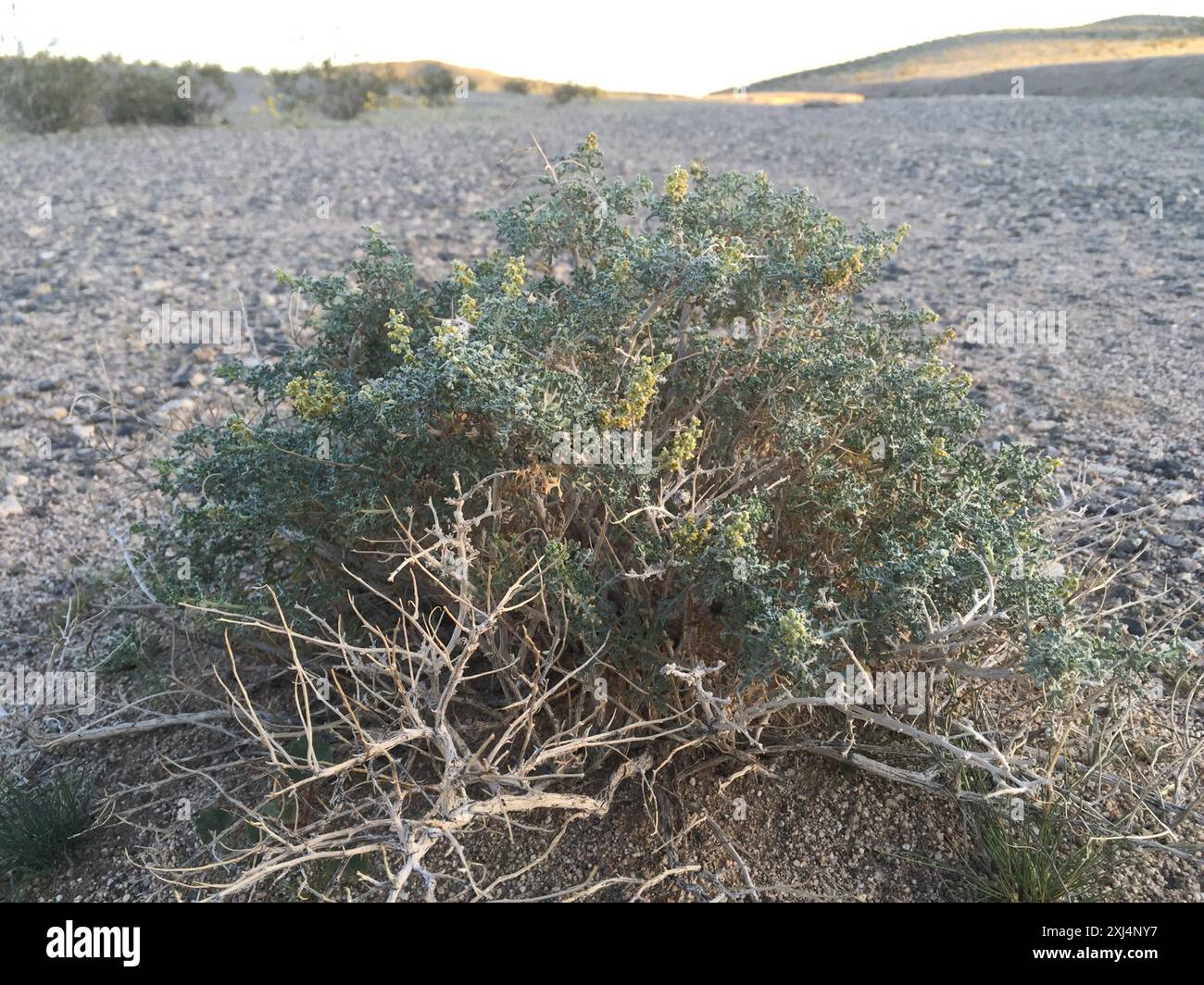 Burrobush (Ambrosia dumosa) Plantae Stock Photo - Alamy
