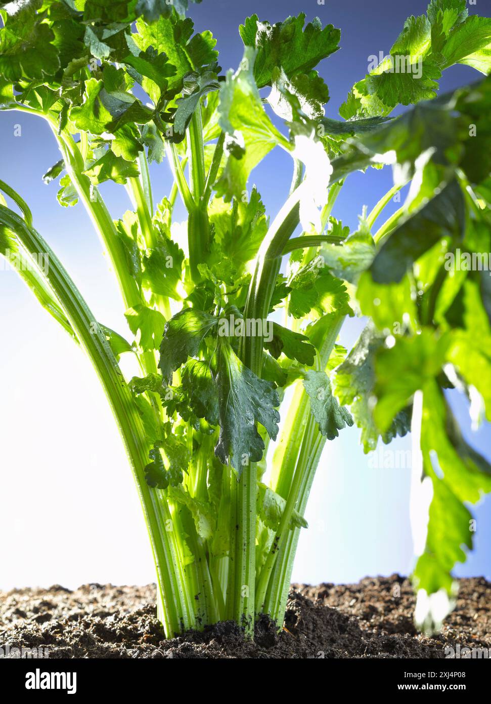 Celery plantation in vegetable hi-res stock photography and images - Alamy
