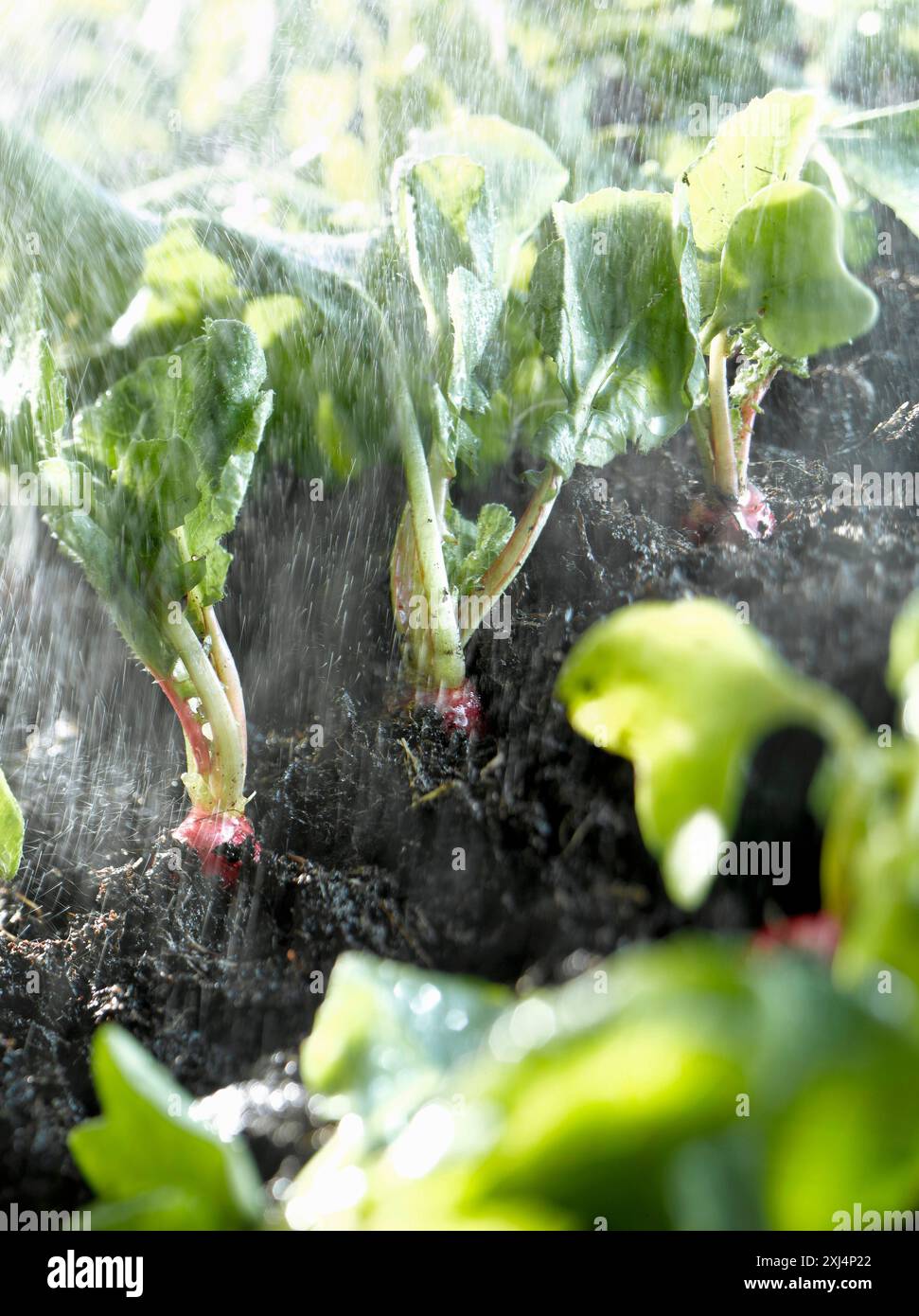Radishes in earth Stock Photo - Alamy
