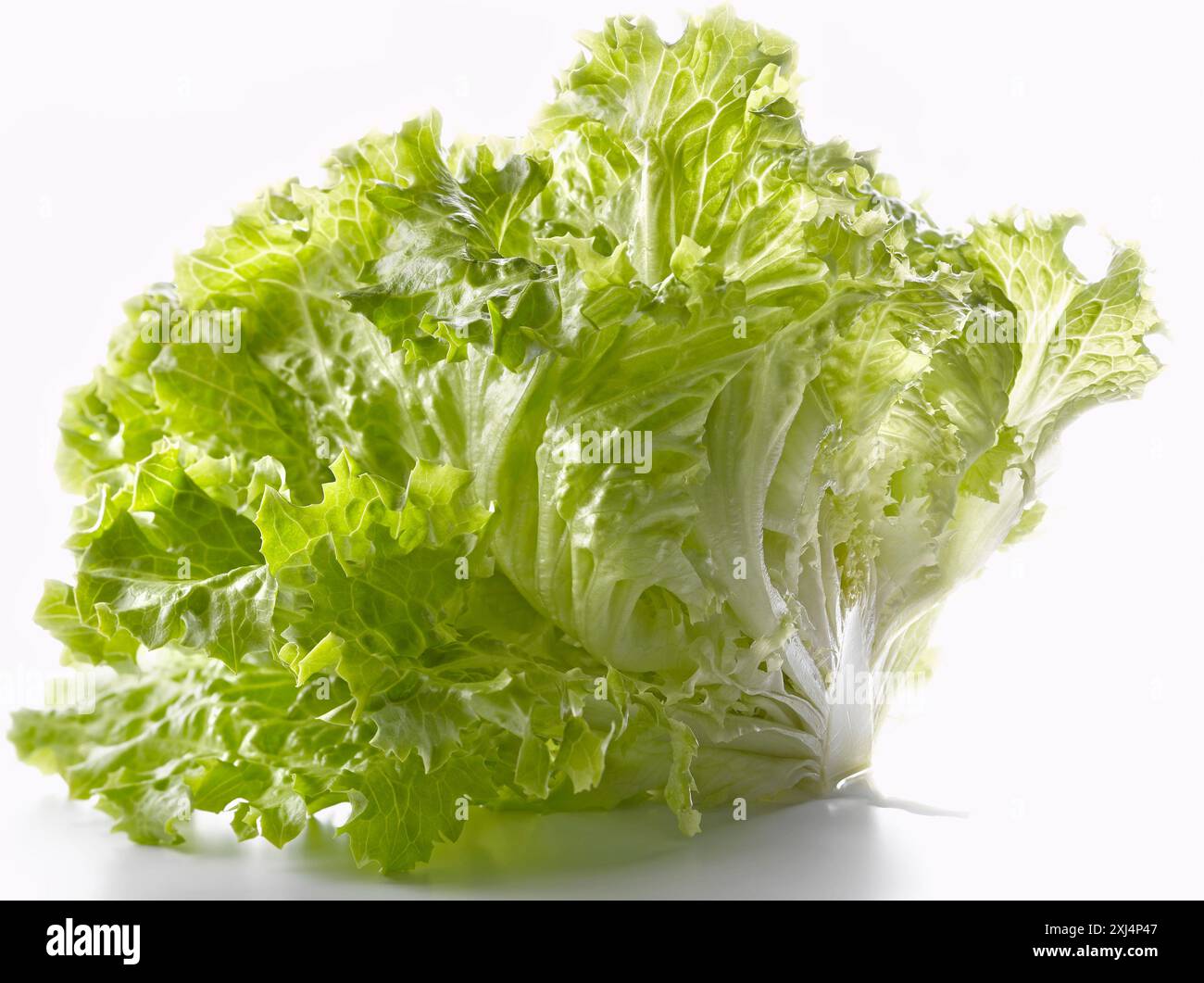 Lettuce cut out hi-res stock photography and images - Alamy
