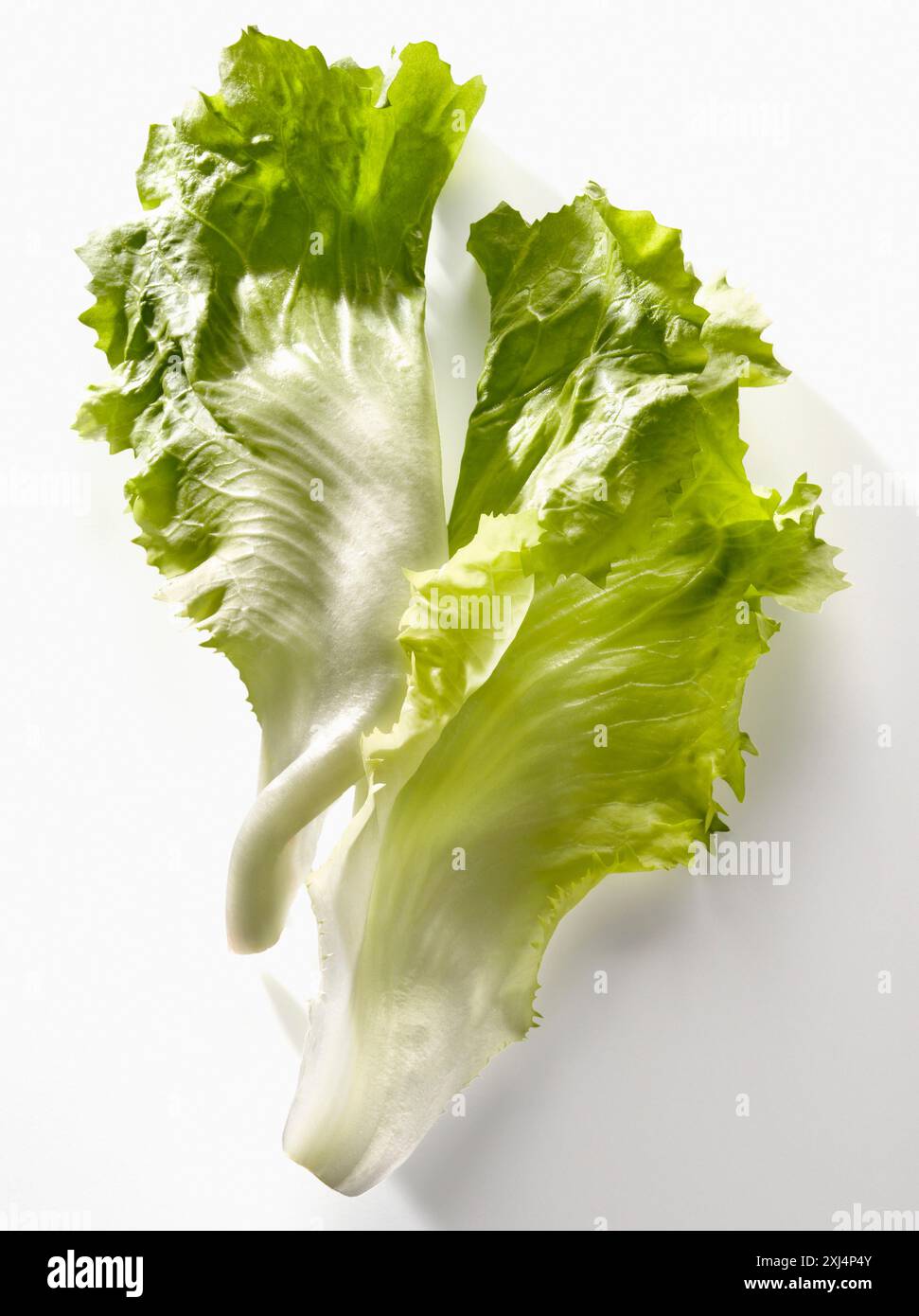Endive leaf hi-res stock photography and images - Alamy