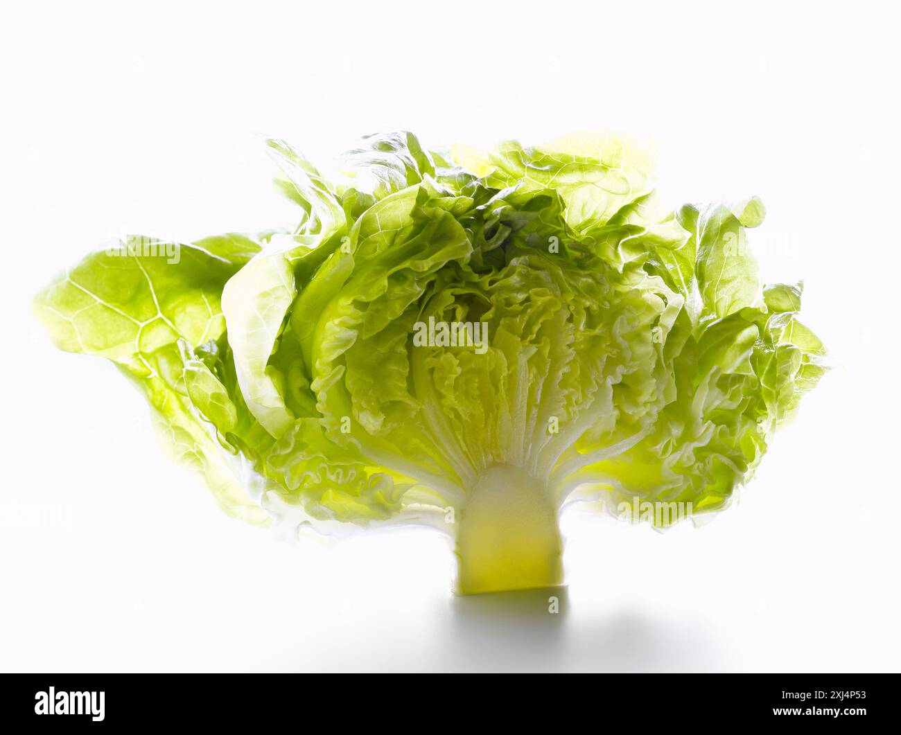 Lettuce cut in half Stock Photo - Alamy