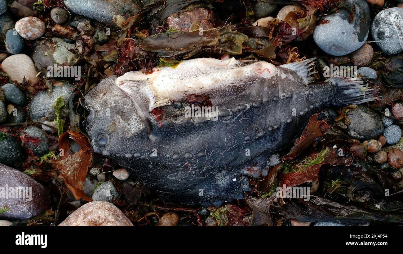 Lumpfish cyclopterus lumpus hi-res stock photography and images - Alamy