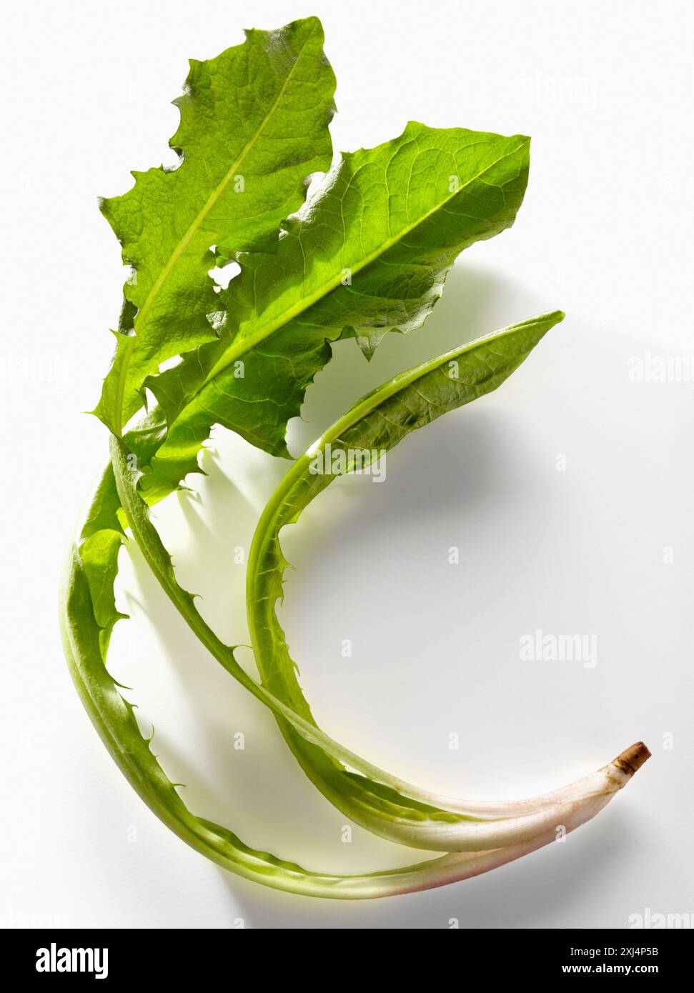 Dandelion lettuce hi-res stock photography and images - Alamy