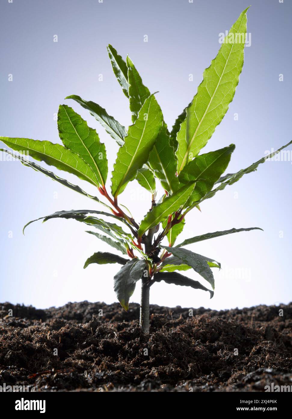 Laurel cut out hi-res stock photography and images - Alamy