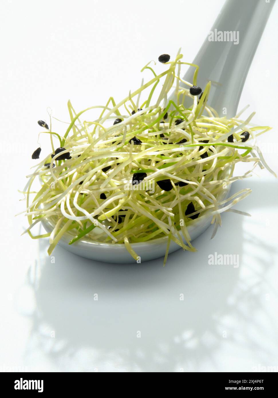 Wild garlic sprouts Stock Photo - Alamy