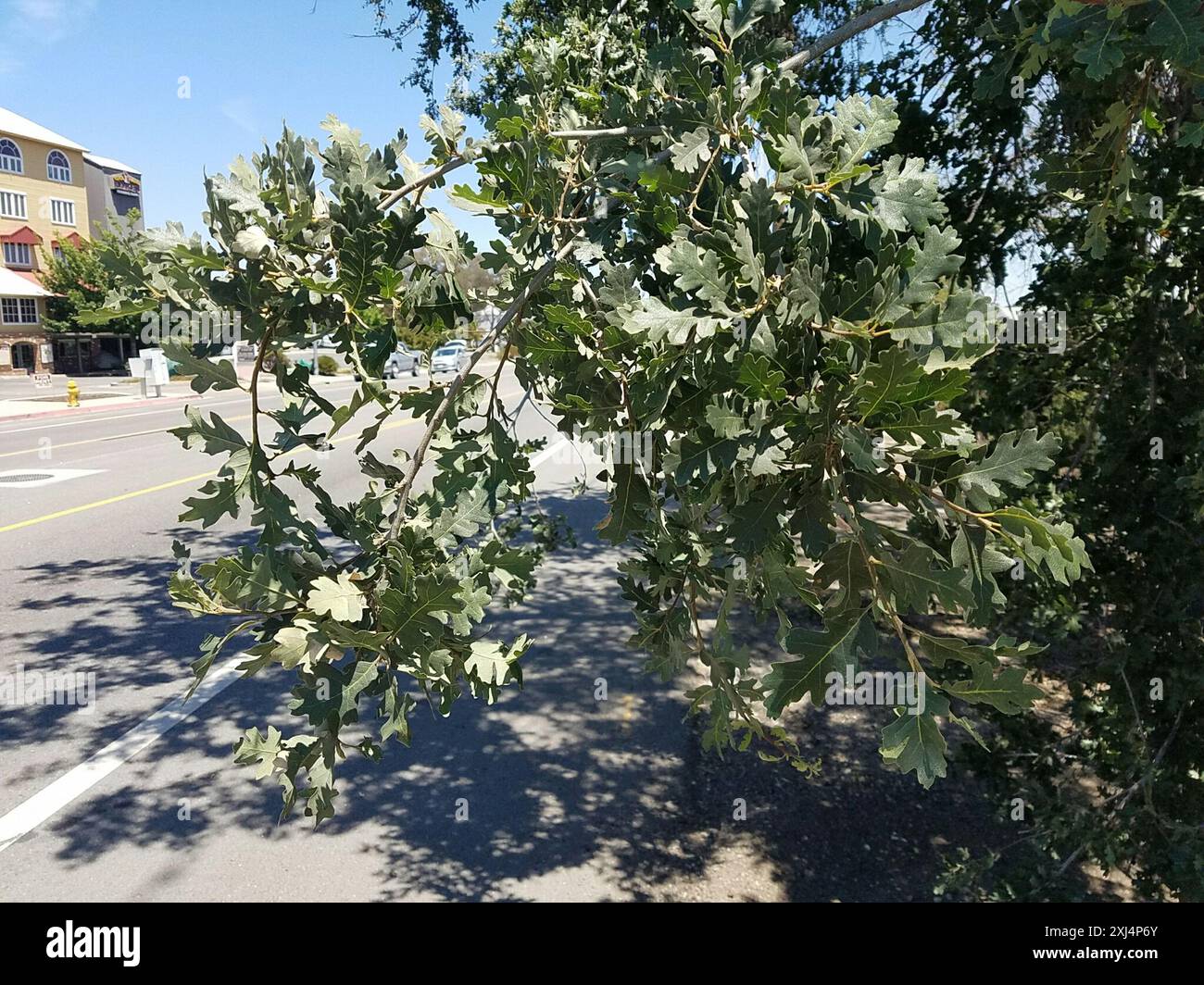 valley oak (Quercus lobata) Plantae Stock Photo - Alamy