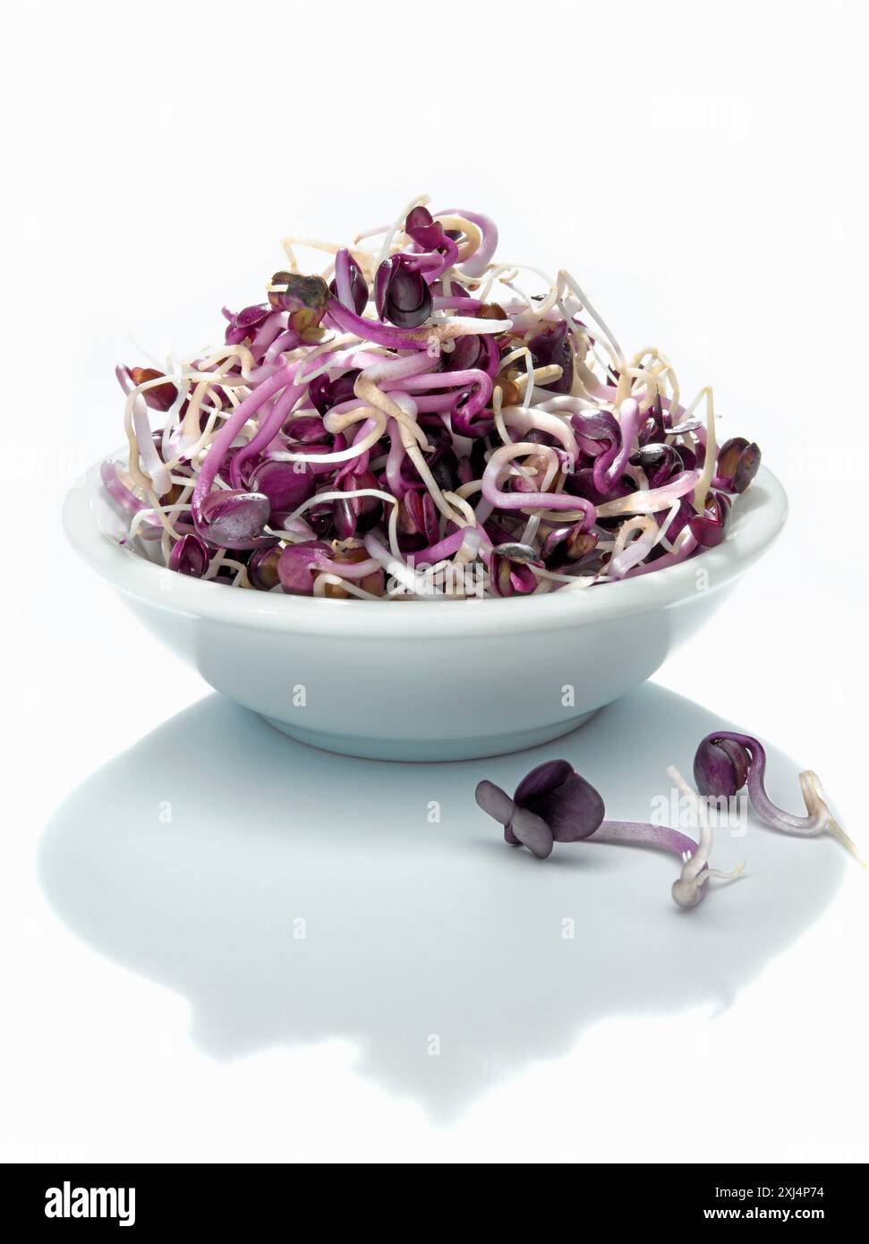 Purple radish sprouts Stock Photo - Alamy