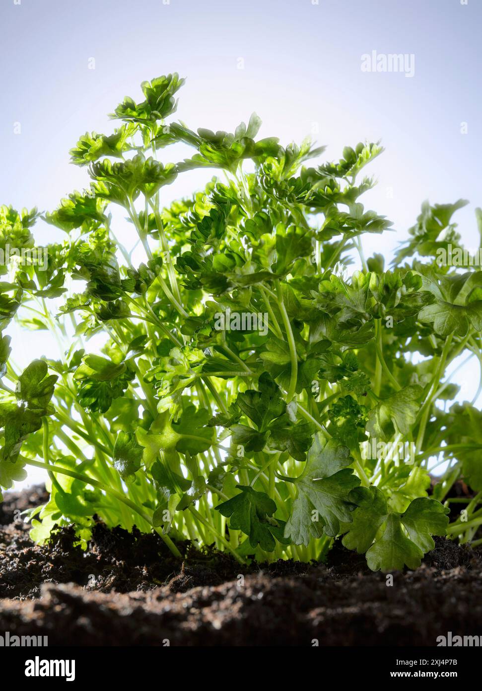 Planted curly parsley Stock Photo - Alamy