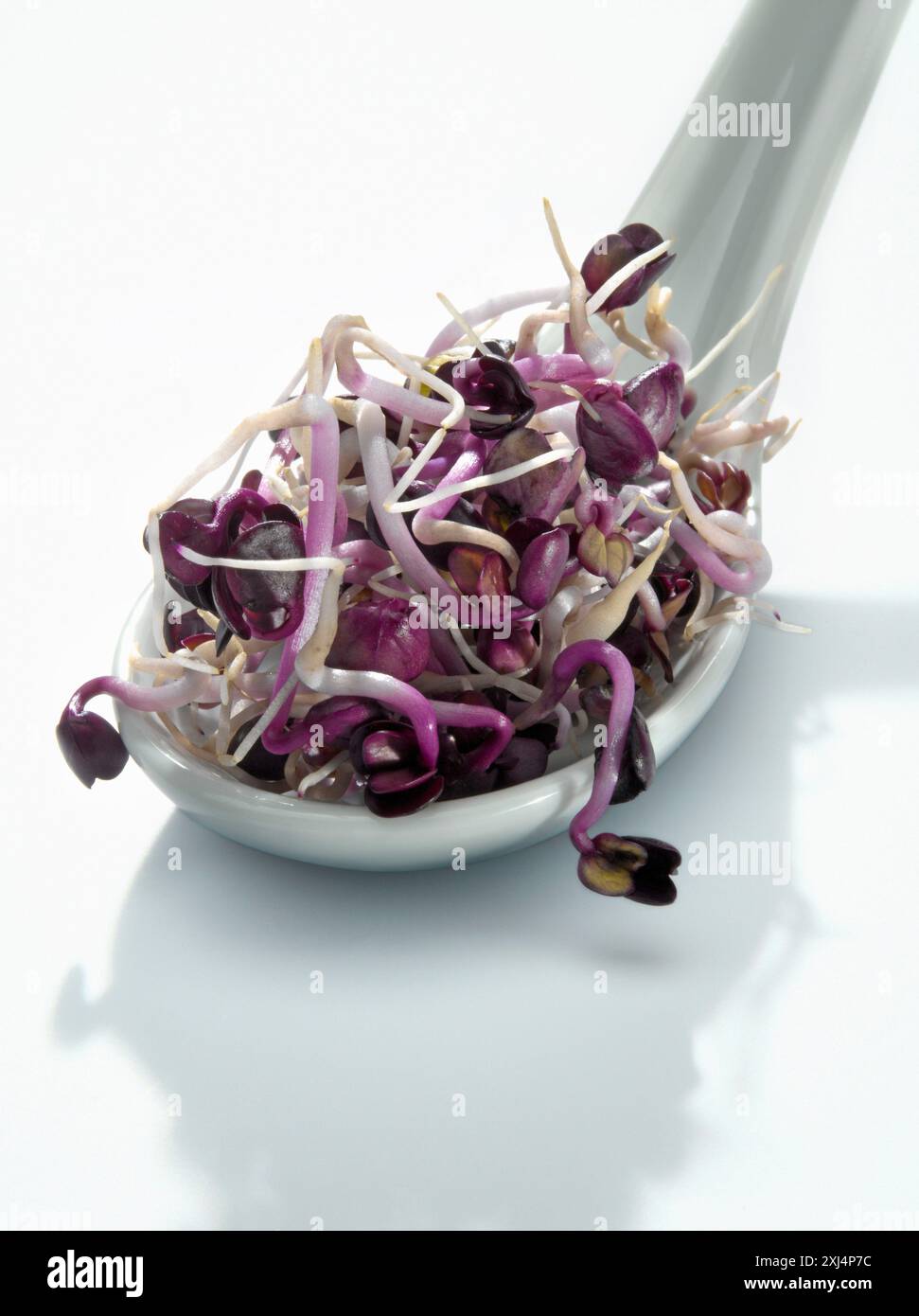 Purple radish sprouts Stock Photo - Alamy