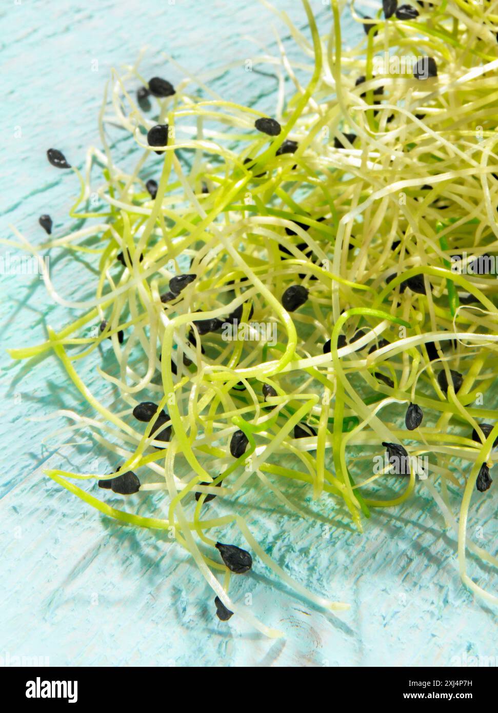 Wild garlic sprouts Stock Photo - Alamy