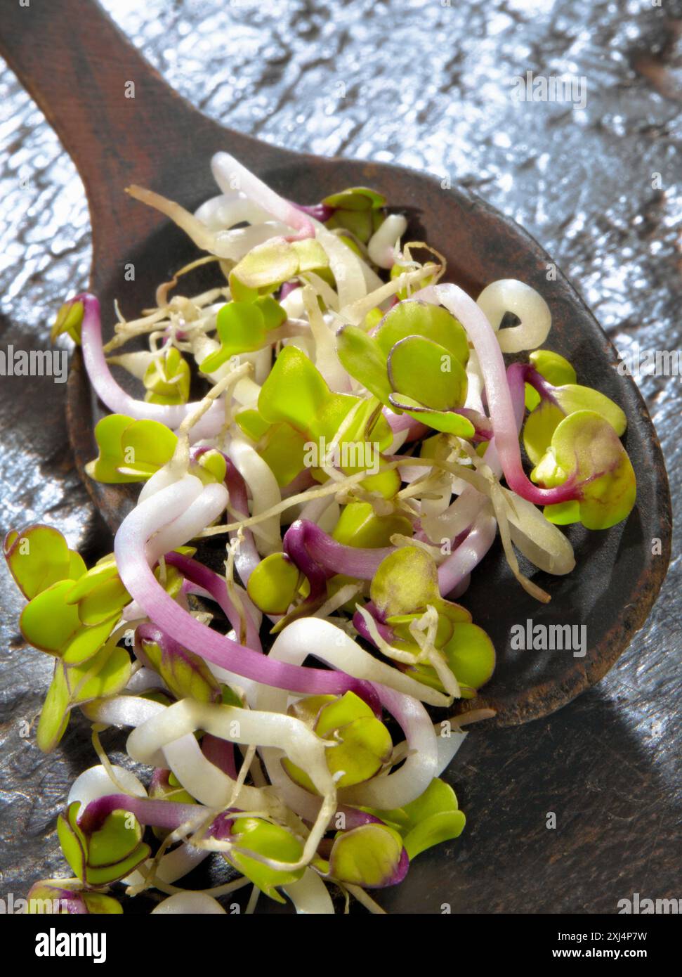 Pink radish sprouts Stock Photo - Alamy