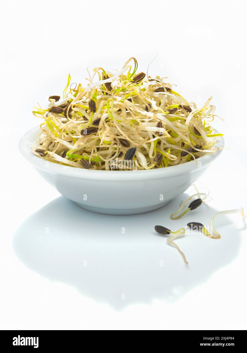 Fennel germ hi-res stock photography and images - Alamy