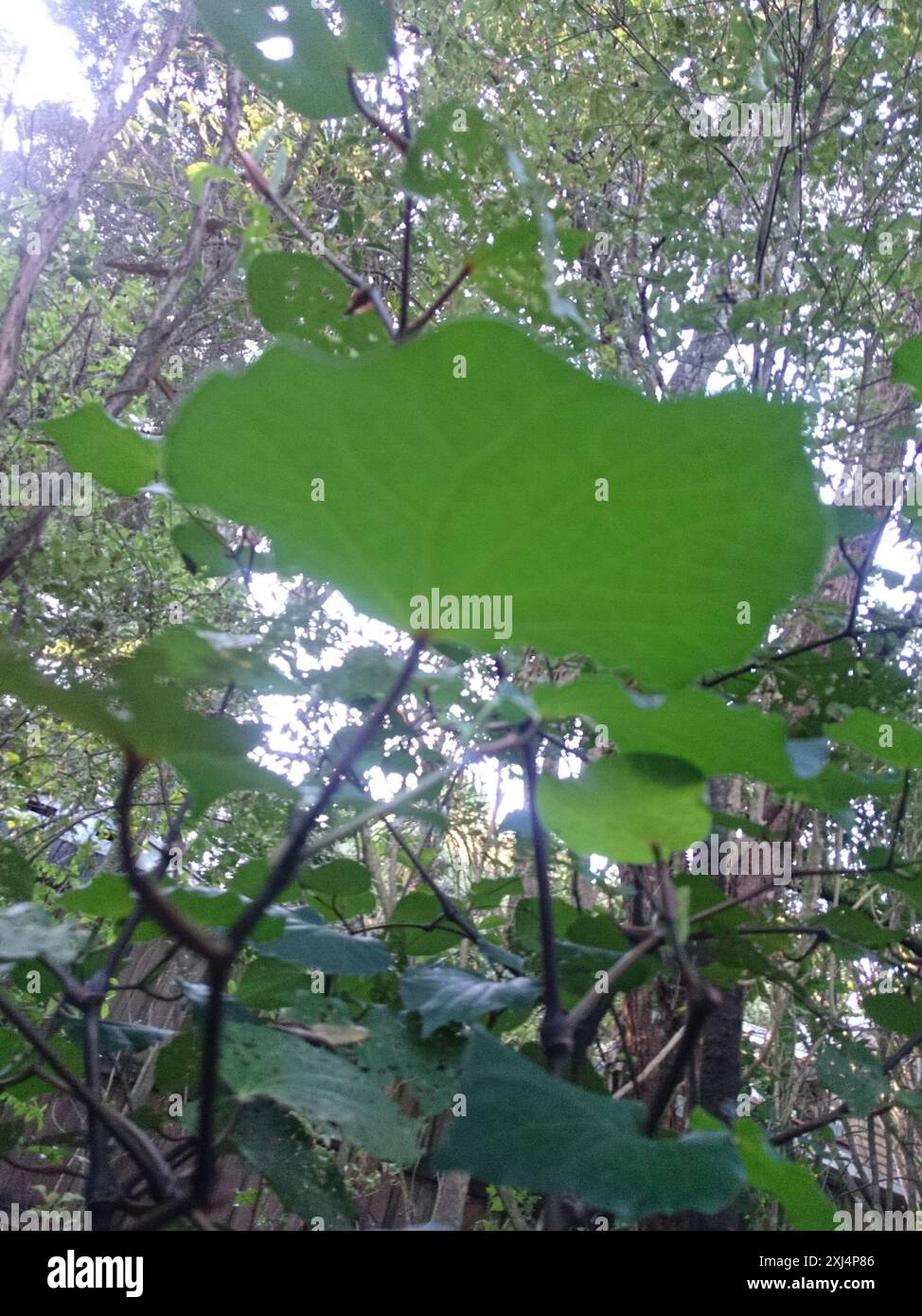 Kawakawa (Piper excelsum) Plantae Stock Photo - Alamy