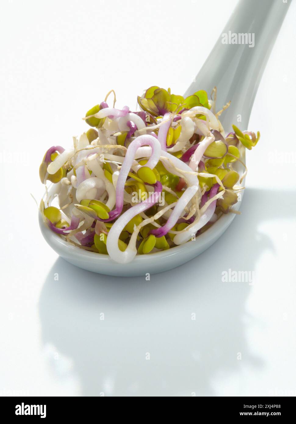 Pink radish sprouts Stock Photo - Alamy