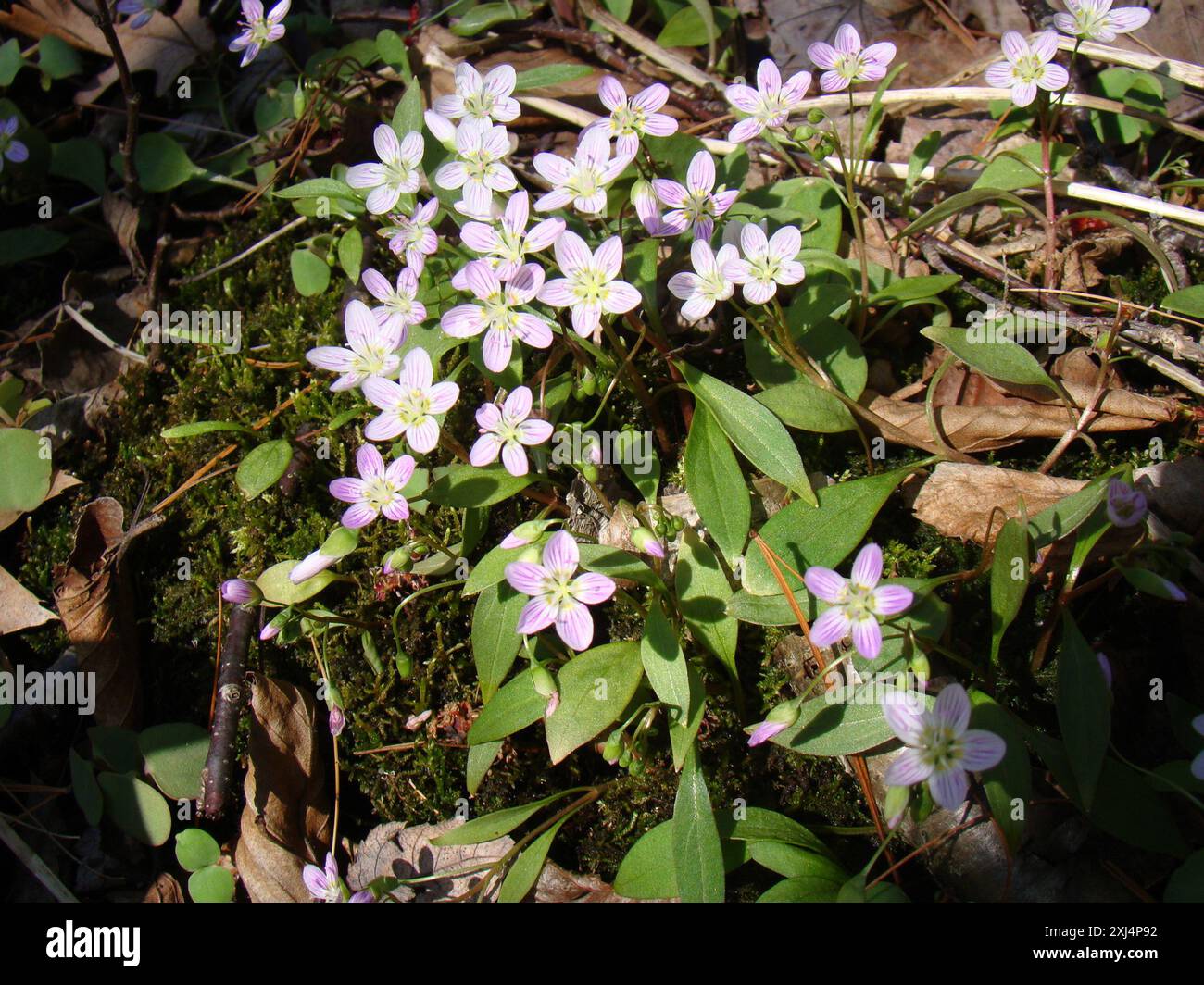 Carolina Springbeauty (Claytonia caroliniana) Plantae Stock Photo - Alamy