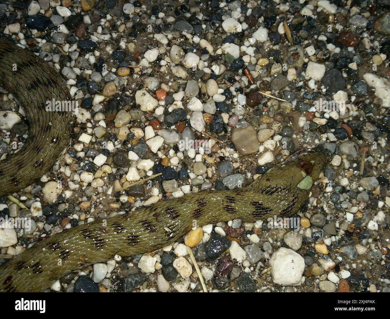 Tessellated Water Snake (Natrix tessellata) Reptilia Stock Photo - Alamy
