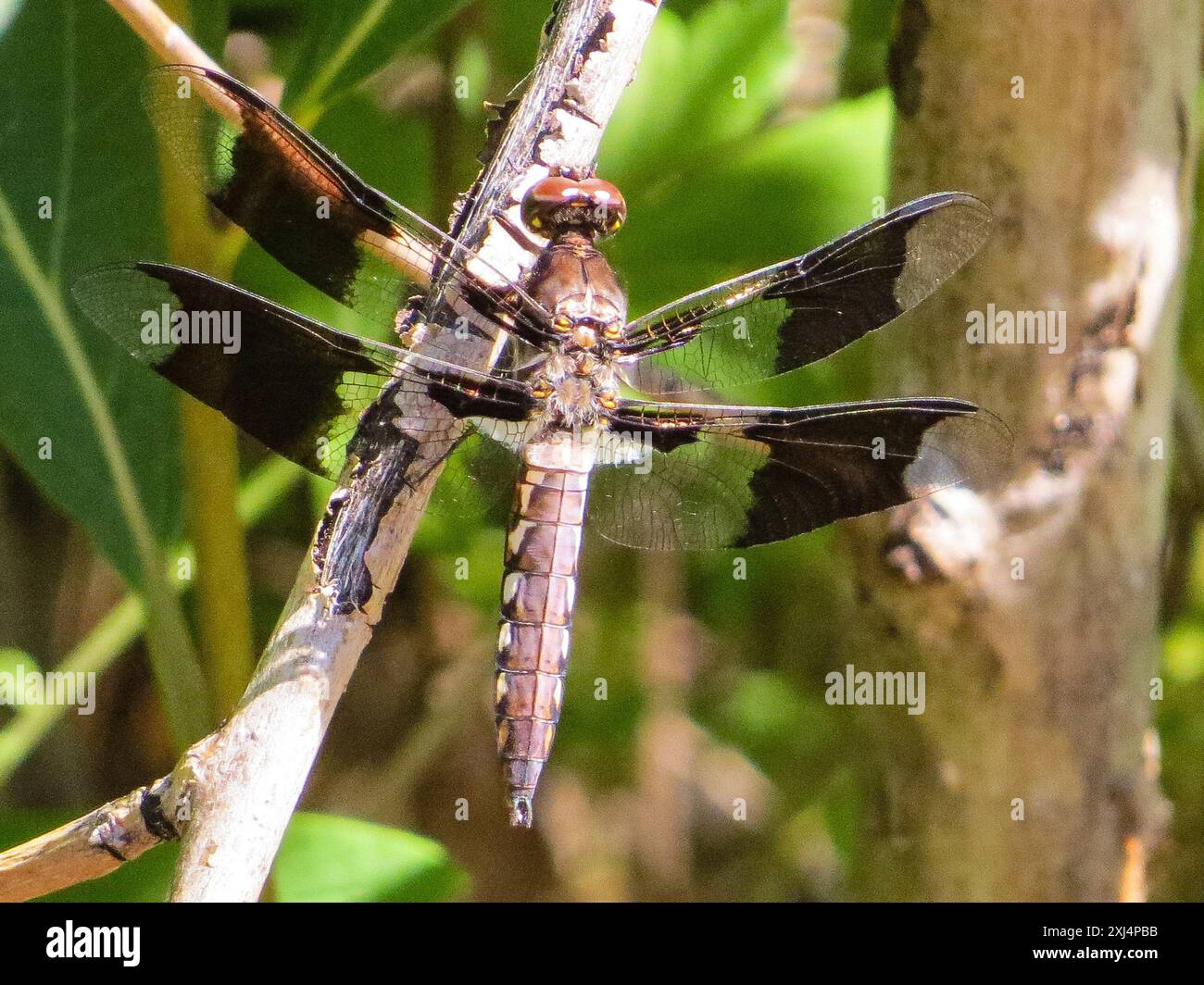 Common Whitetail (Plathemis lydia) Insecta Stock Photo - Alamy