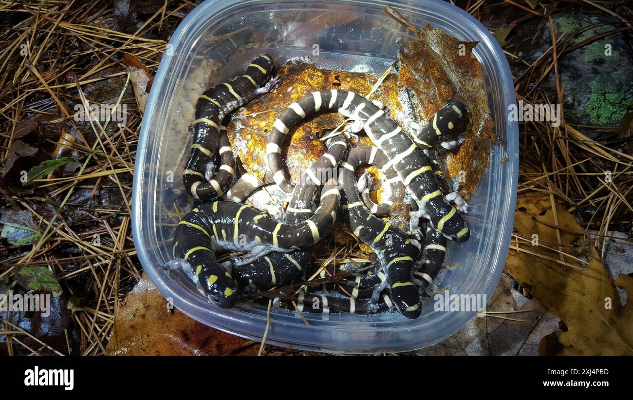 Ringed Salamander (Ambystoma annulatum) Amphibia Stock Photo - Alamy