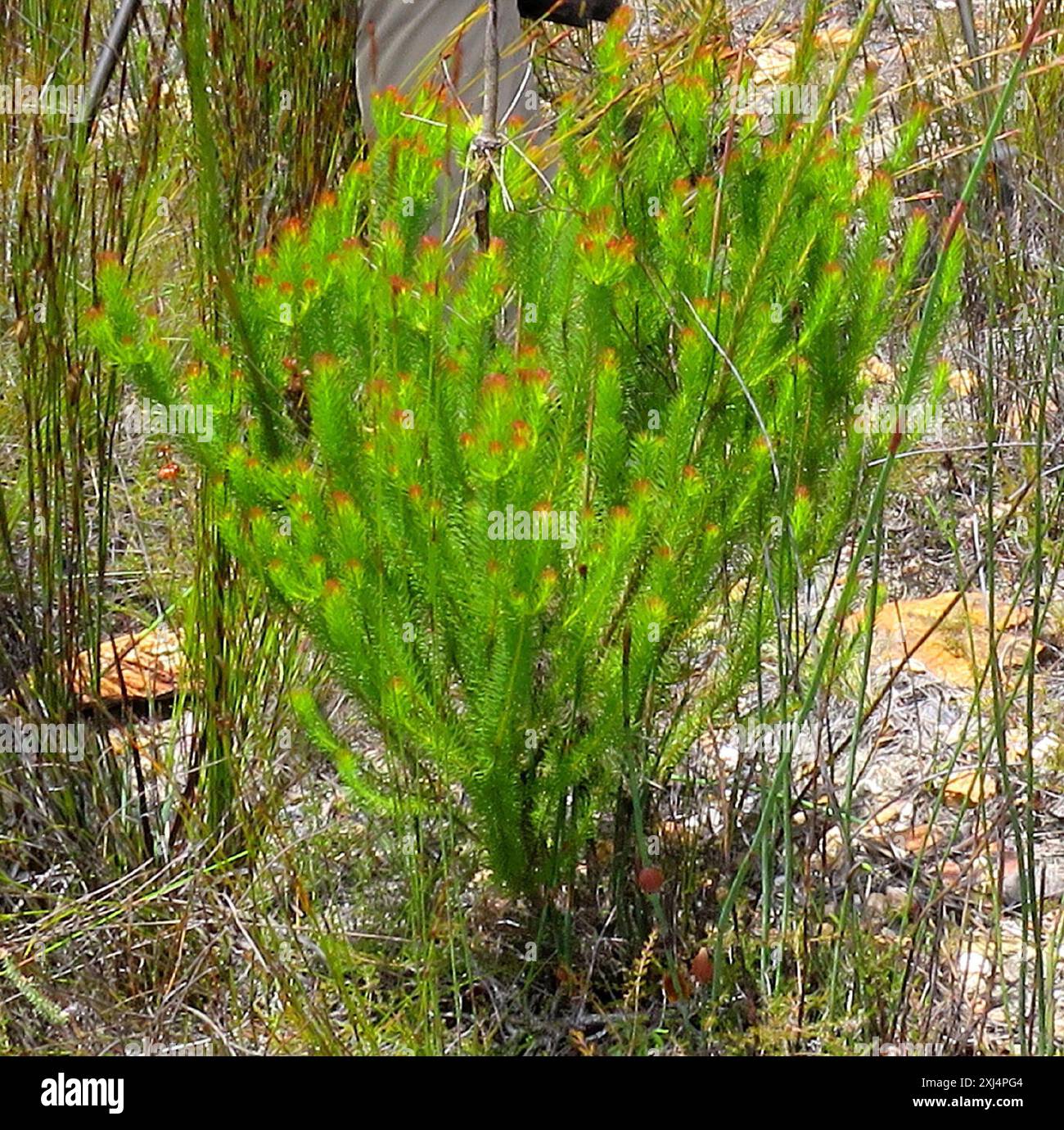 Ericaleaf Conebush (Leucadendron ericifolium) Plantae Stock Photo - Alamy