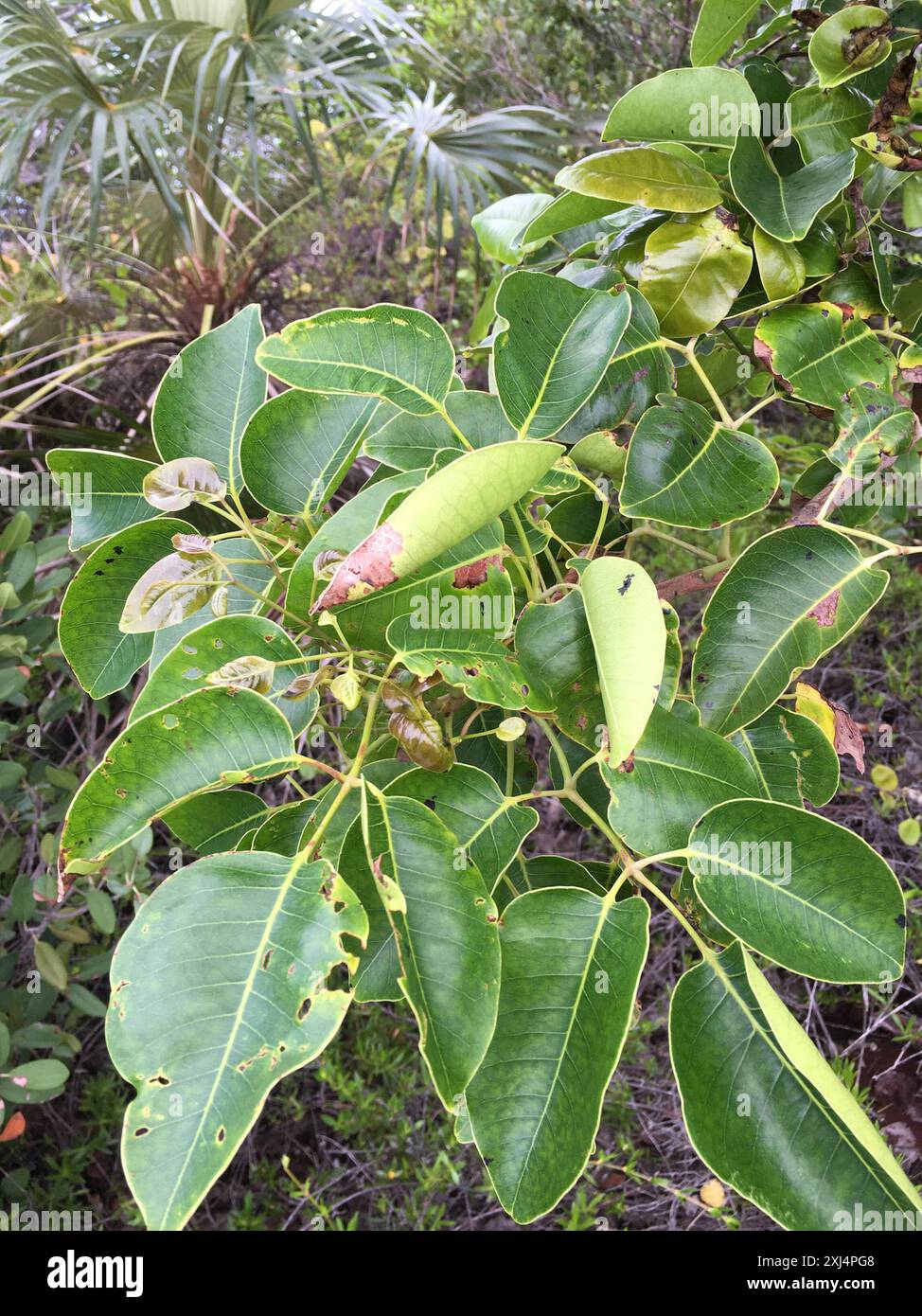 Poisonwood (Metopium toxiferum) Plantae Stock Photo - Alamy