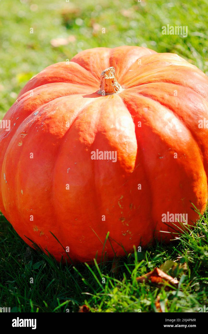 Giant red pumpkin hi-res stock photography and images - Alamy