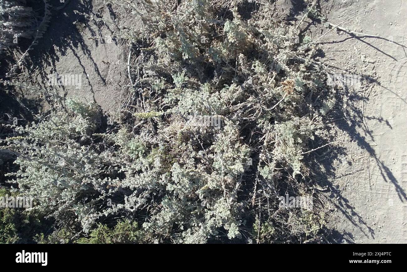 coastal sagewort (Artemisia pycnocephala) Plantae Stock Photo - Alamy