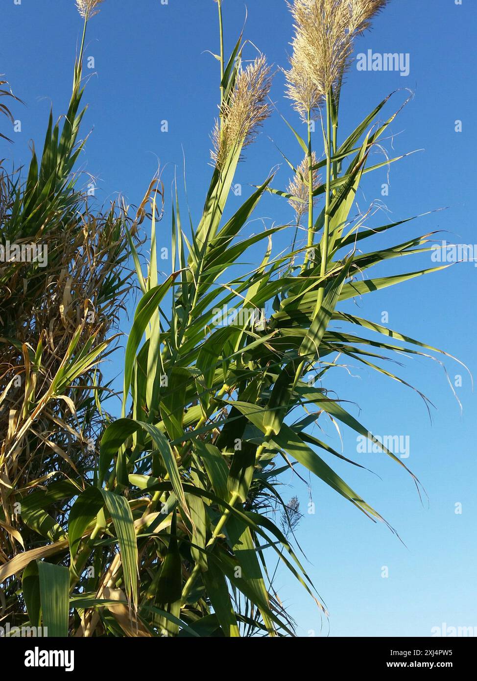 giant reed (Arundo donax) Plantae Stock Photo - Alamy