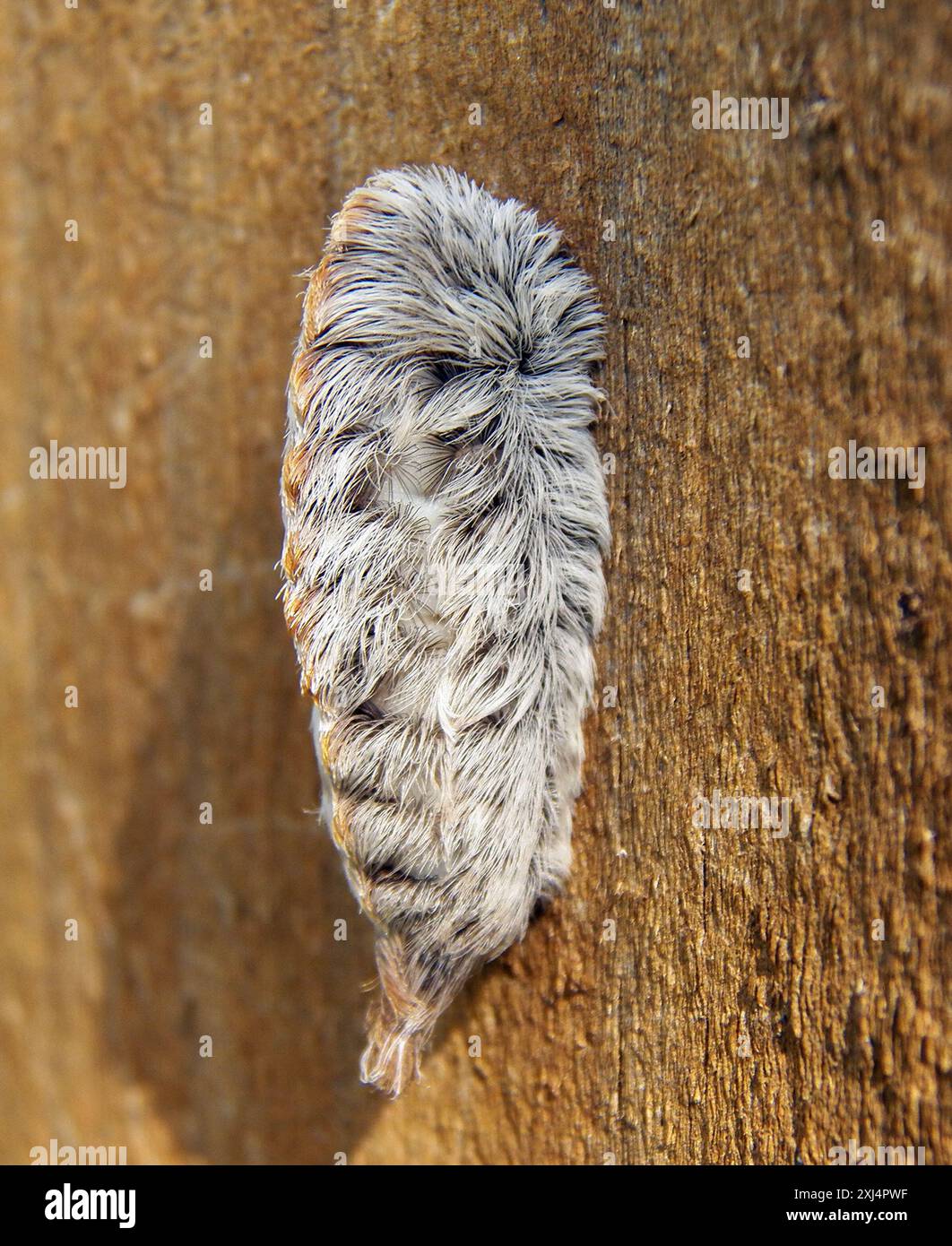 Southern Flannel Moth (Megalopyge opercularis) Insecta Stock Photo - Alamy