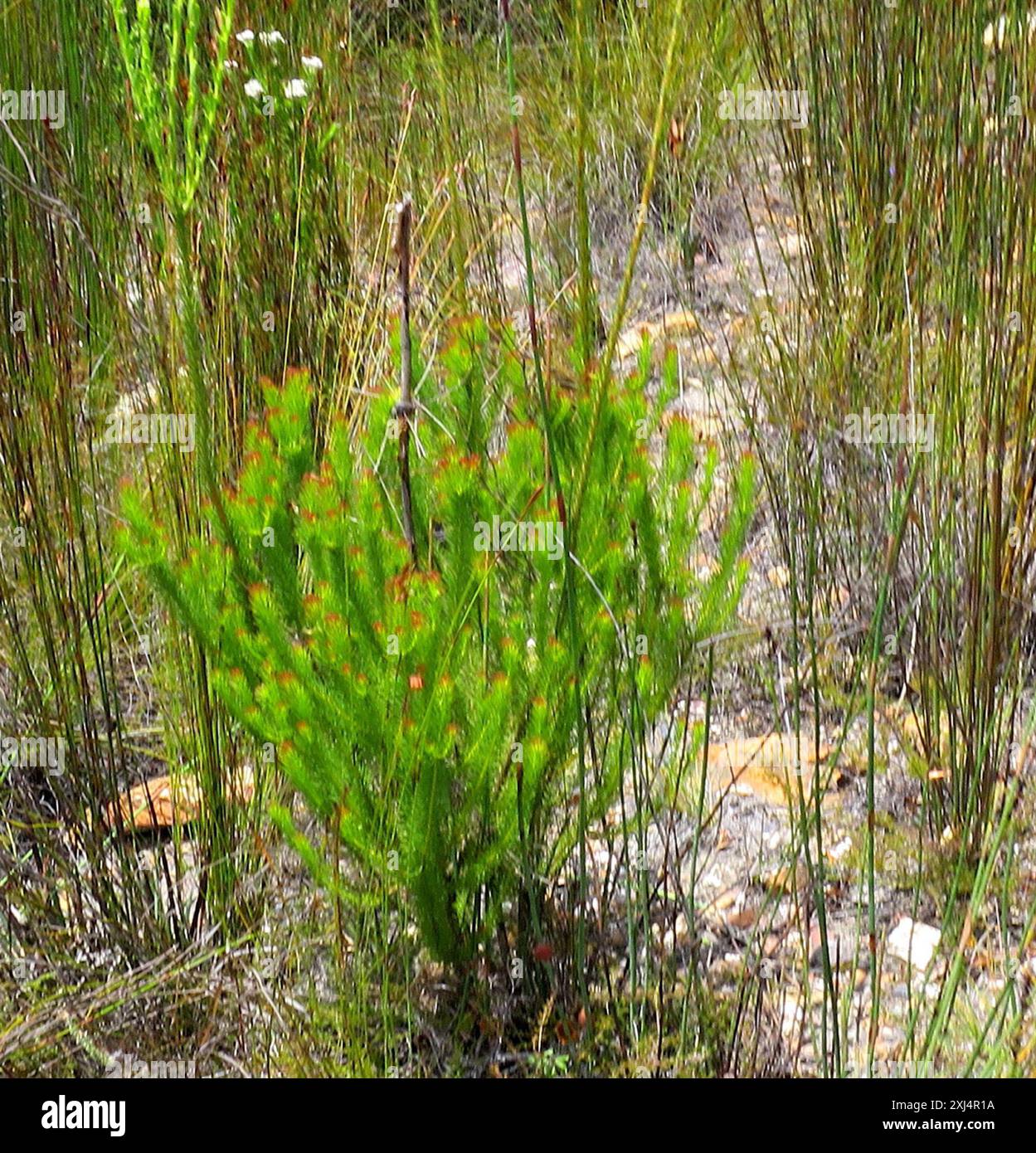 Ericaleaf Conebush (Leucadendron ericifolium) Plantae Stock Photo - Alamy