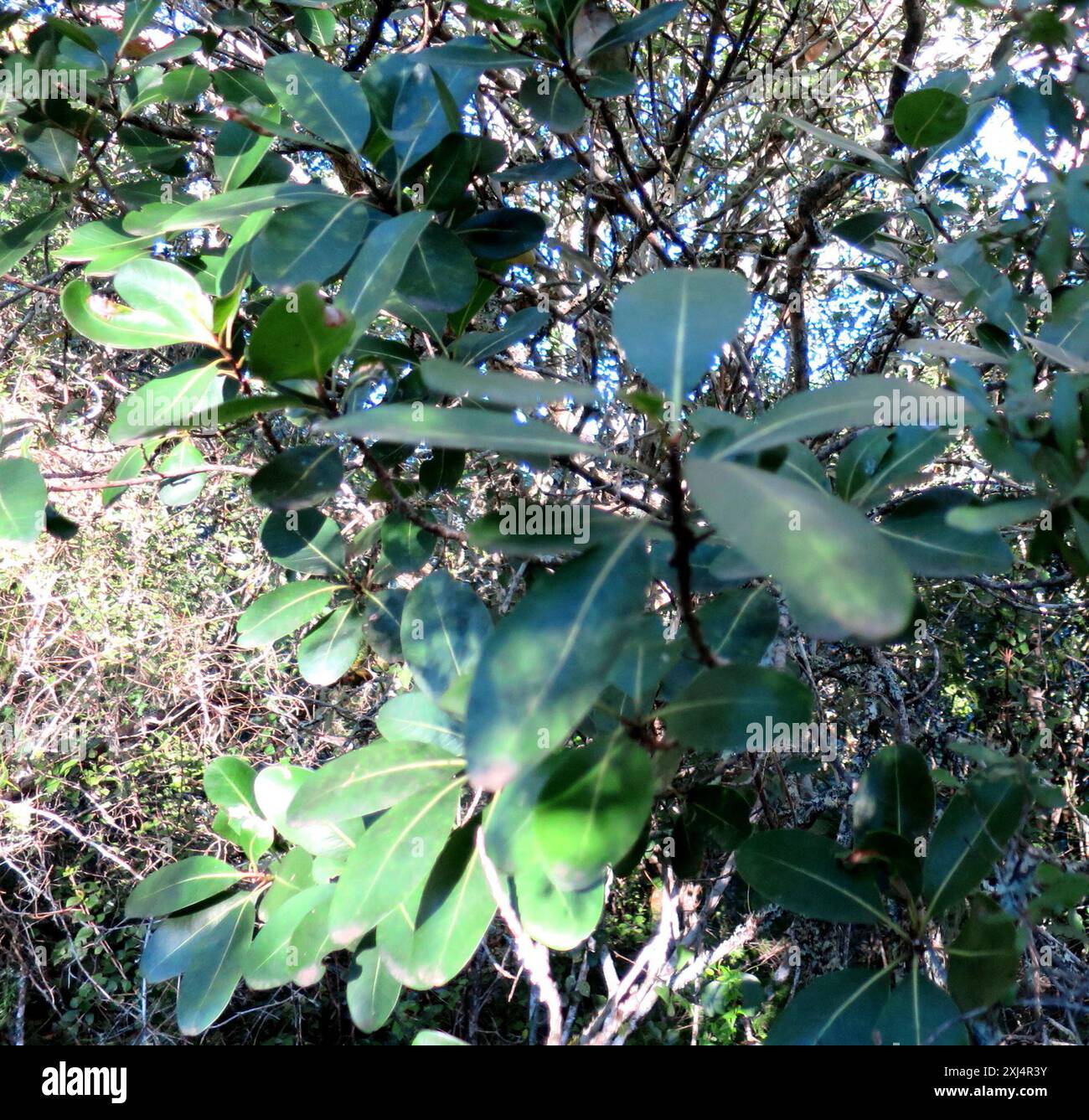Cape beech (Rapanea melanophloeos) Plantae Stock Photo - Alamy