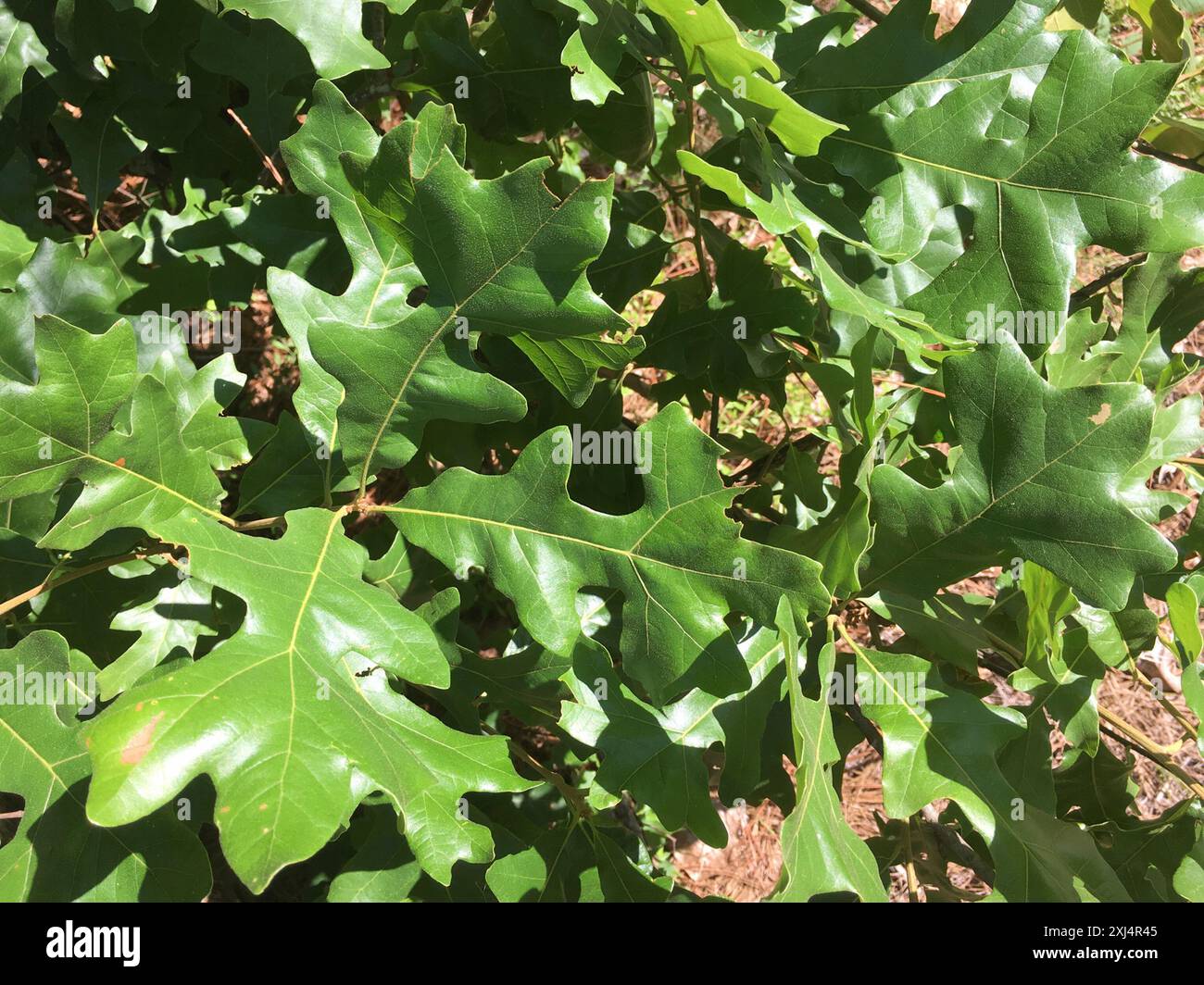 post oak (Quercus stellata) Plantae Stock Photo - Alamy