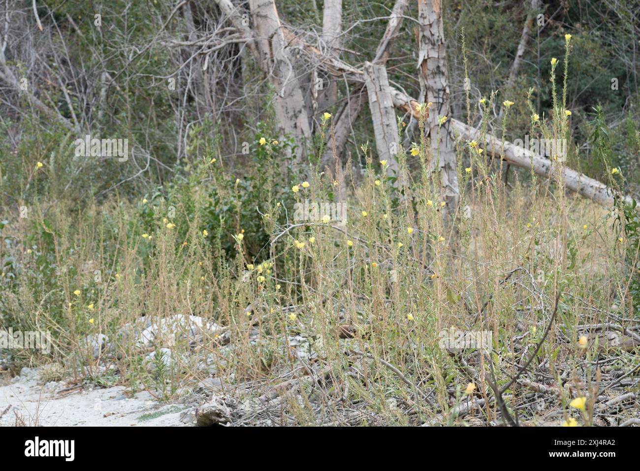 tall evening primrose (Oenothera elata) Plantae Stock Photo - Alamy