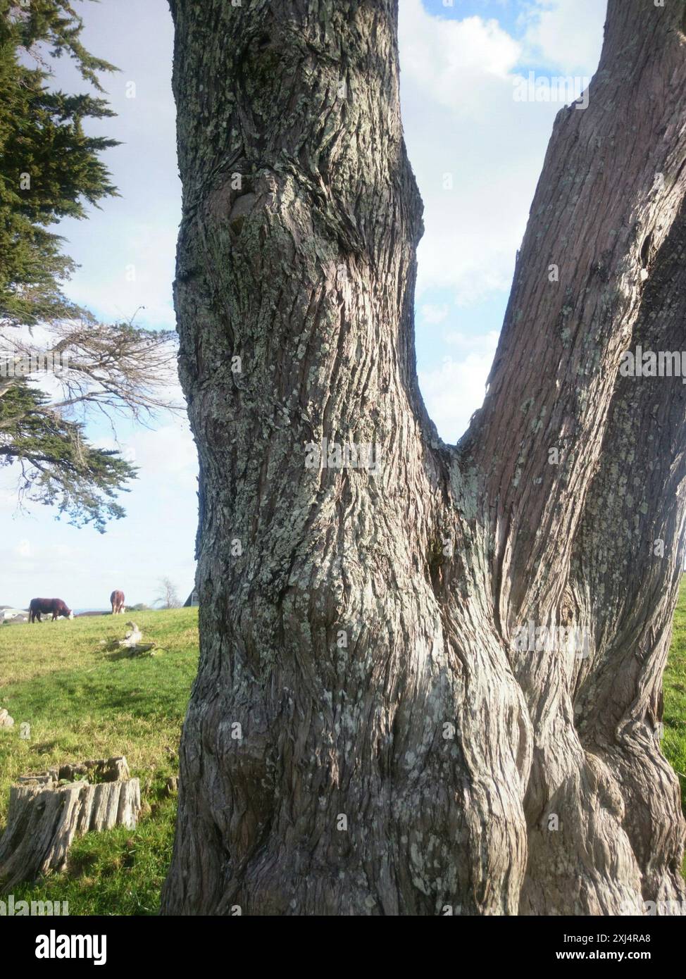 Monterey Cypress (Hesperocyparis macrocarpa) Plantae Stock Photo - Alamy