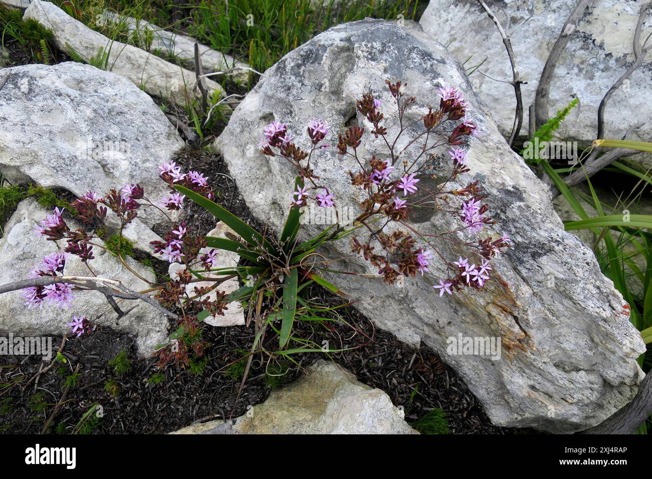 Broad Smooth Plampers (Corymbium glabrum glabrum) Plantae Stock Photo ...