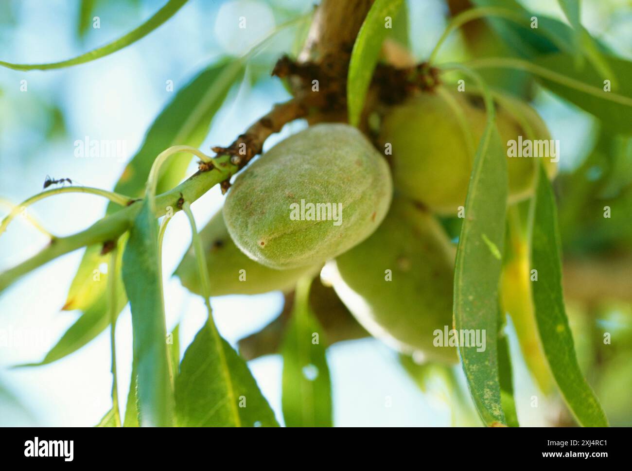 Almonds on the tree Stock Photo - Alamy