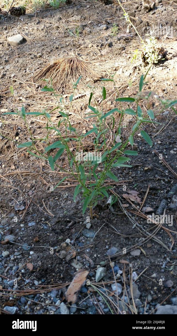 skunkweed (Croton texensis) Plantae Stock Photo - Alamy
