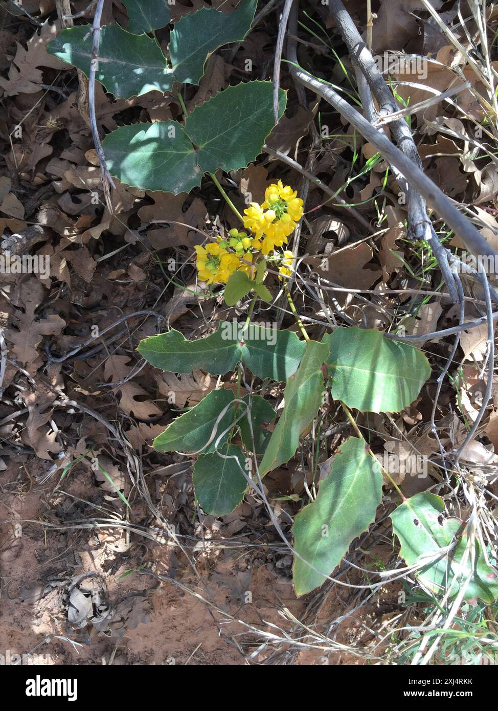 creeping mahonia (Berberis repens) Plantae Stock Photo - Alamy